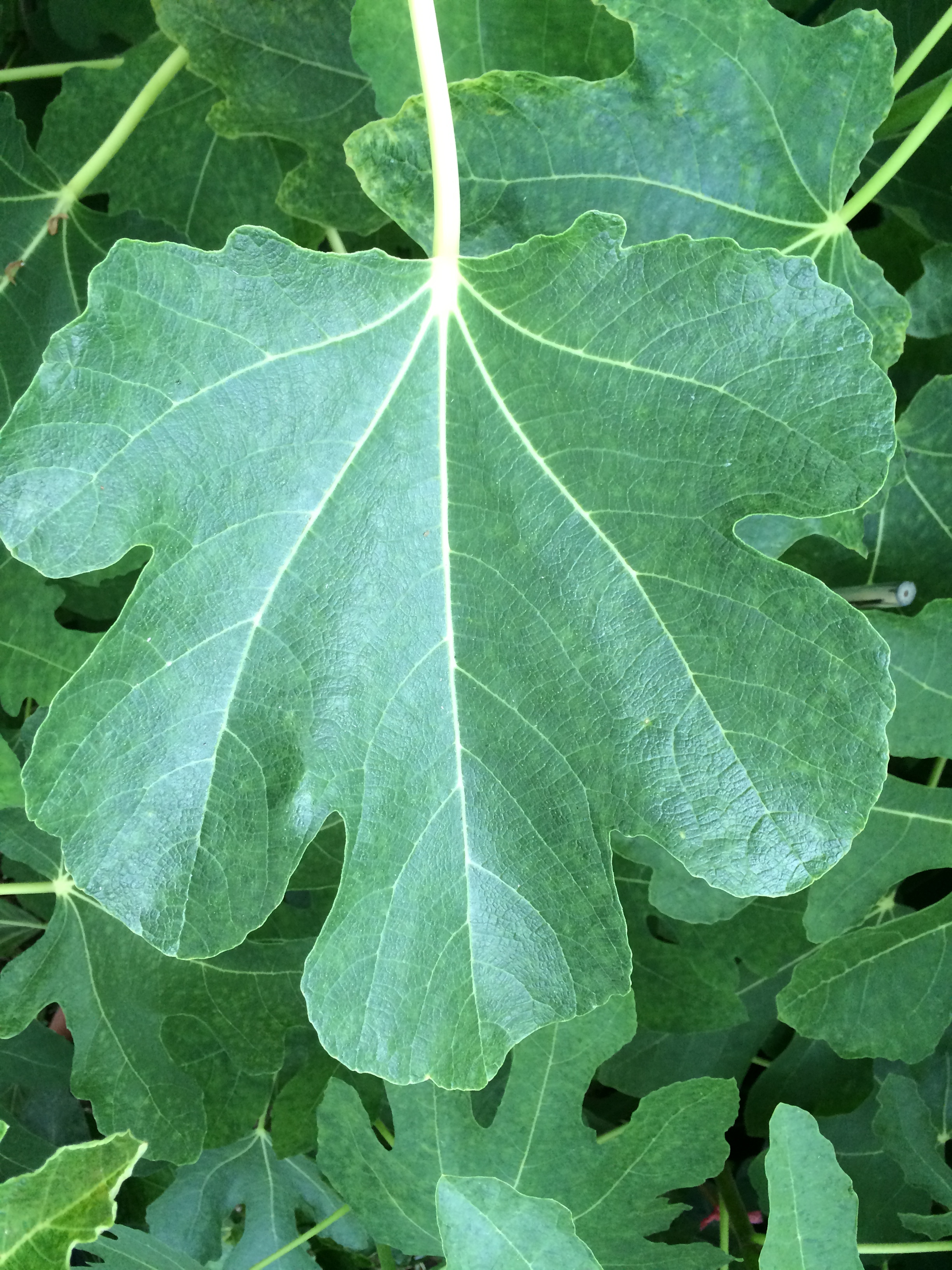 Italian 258 — french fig farm