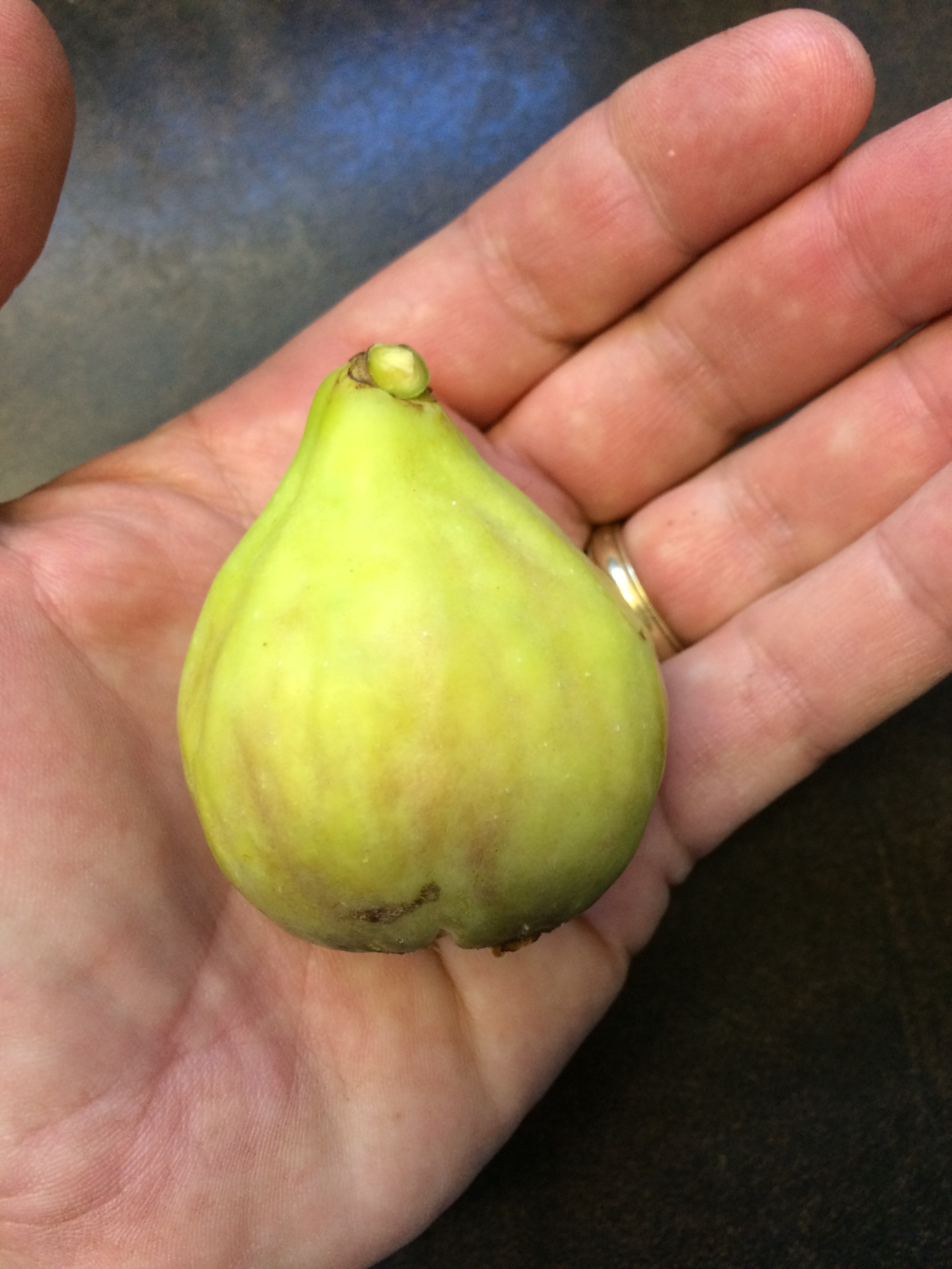 Italian 258 — french fig farm