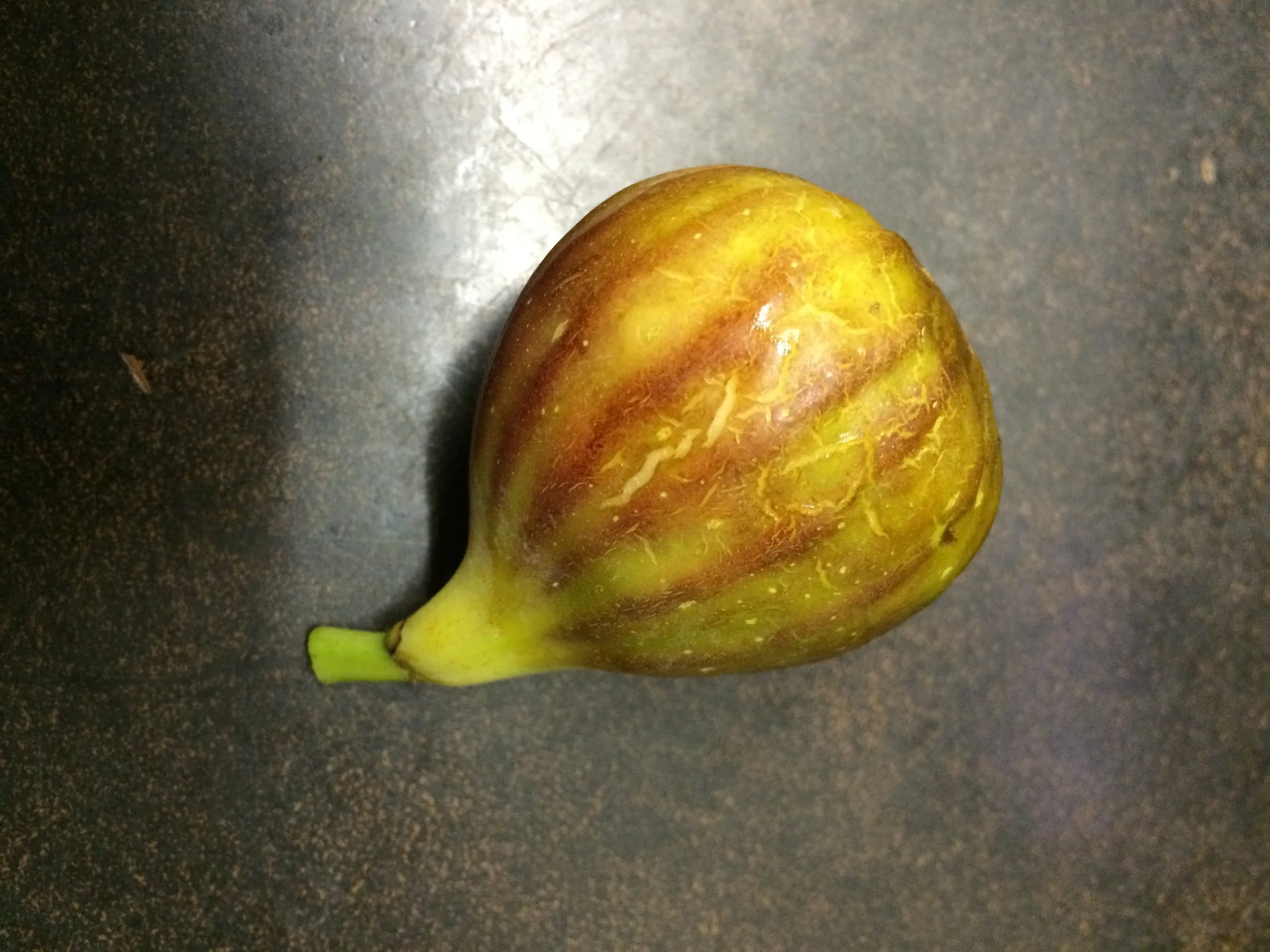 La Bourgeoise — french fig farm