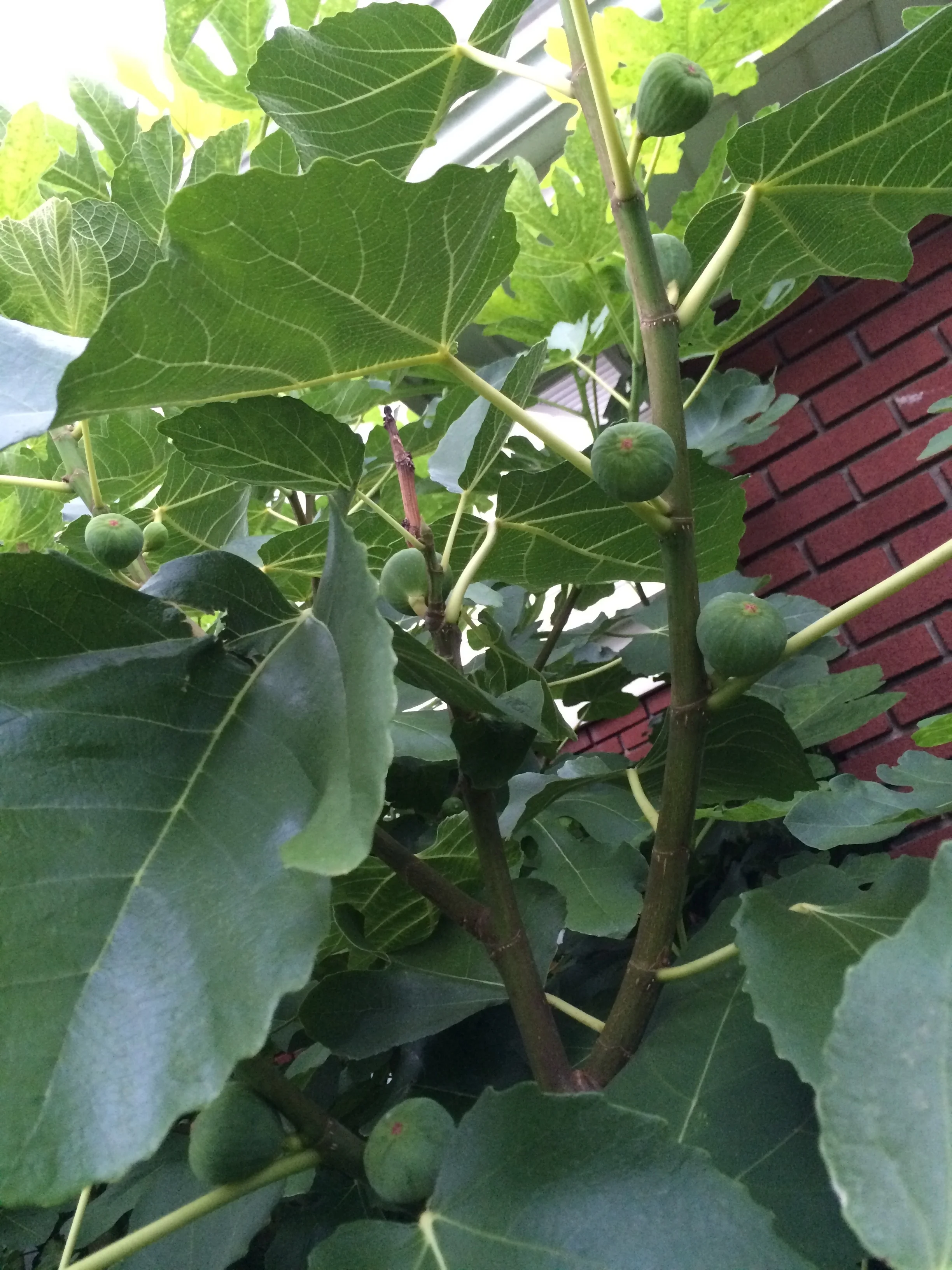 Calderona — french fig farm