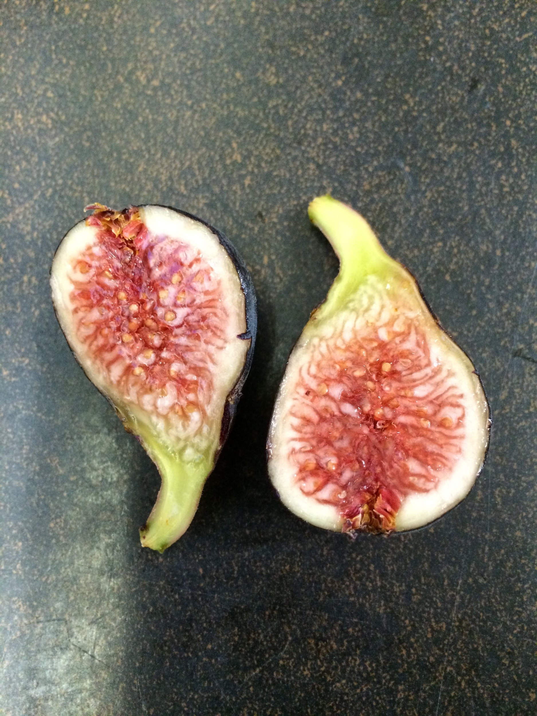 Sultane — french fig farm