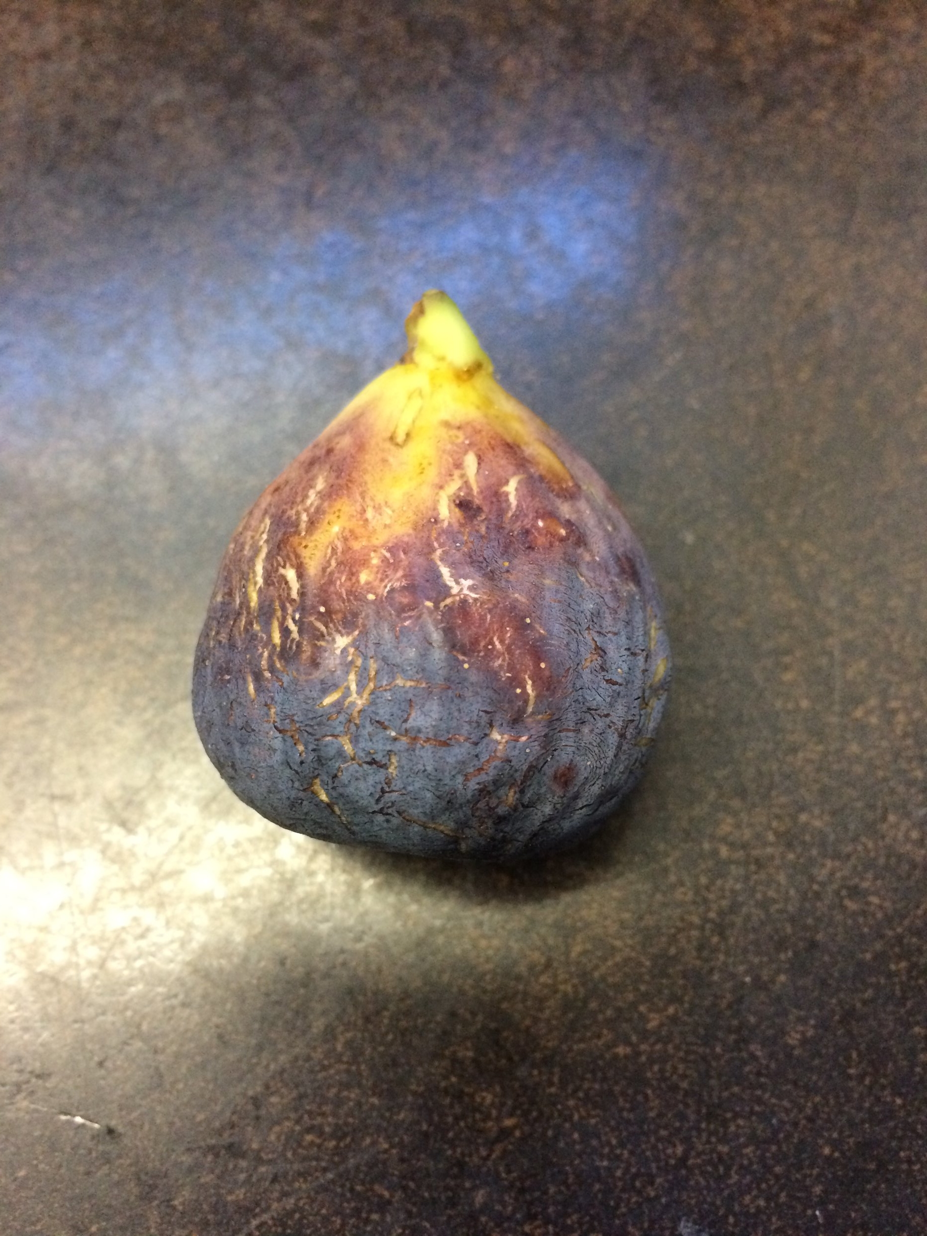 Sultane — french fig farm