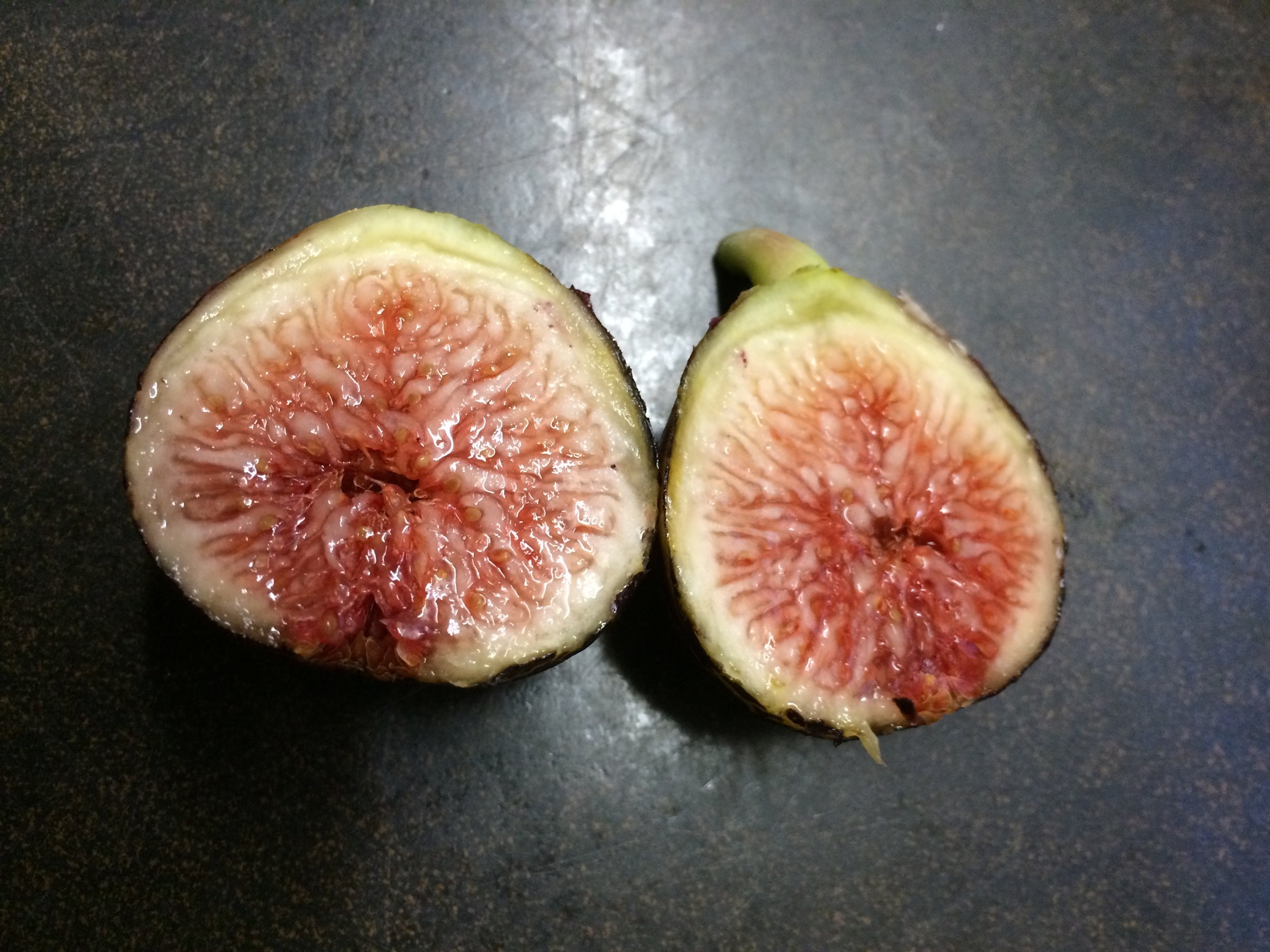 Sultane — french fig farm