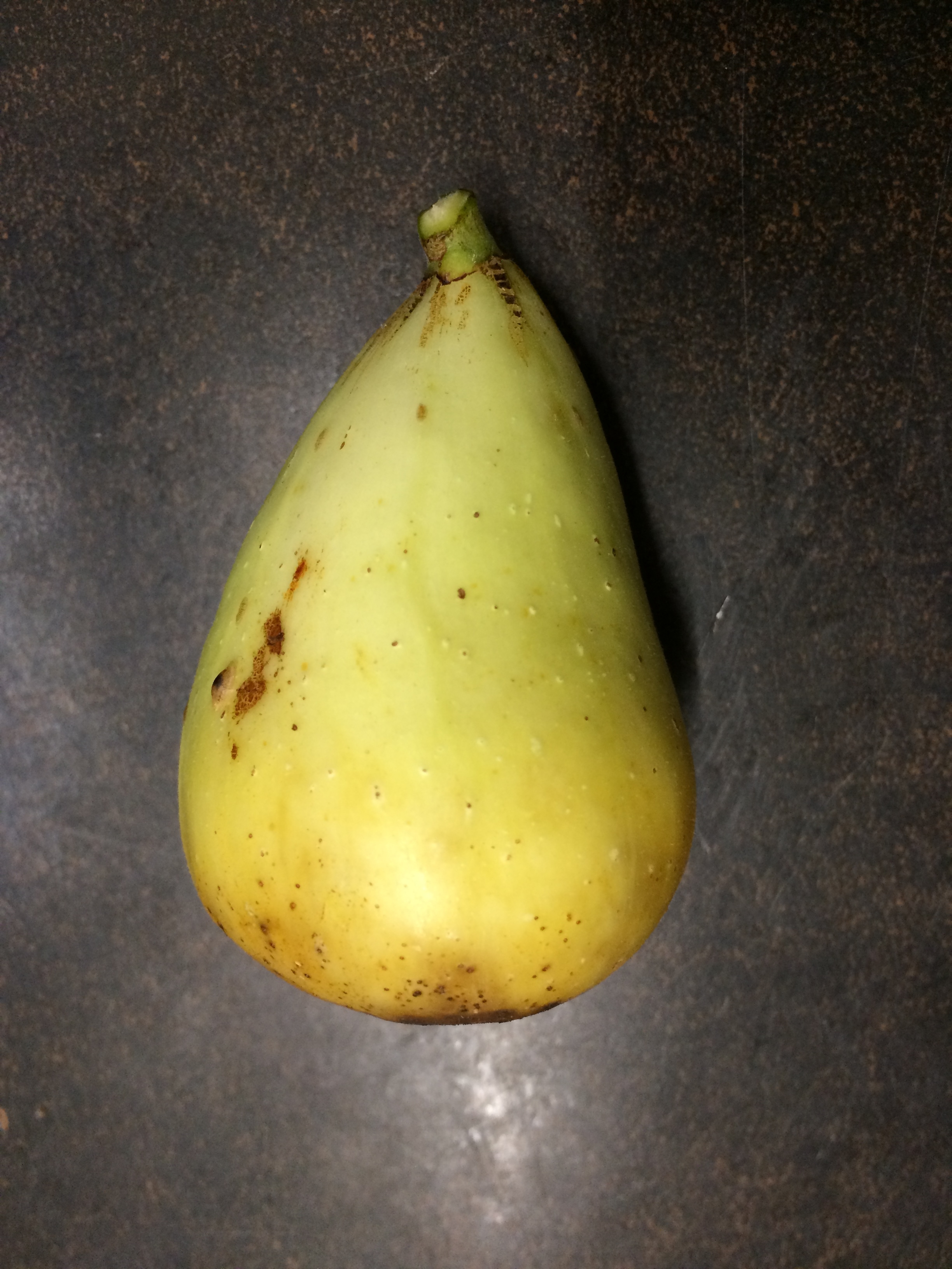 Dorée — french fig farm