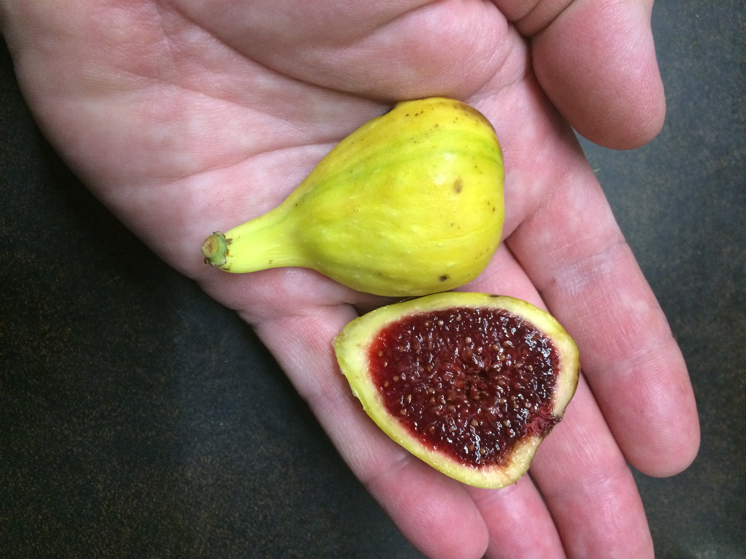 Fig Trees For Sale — french fig farm
