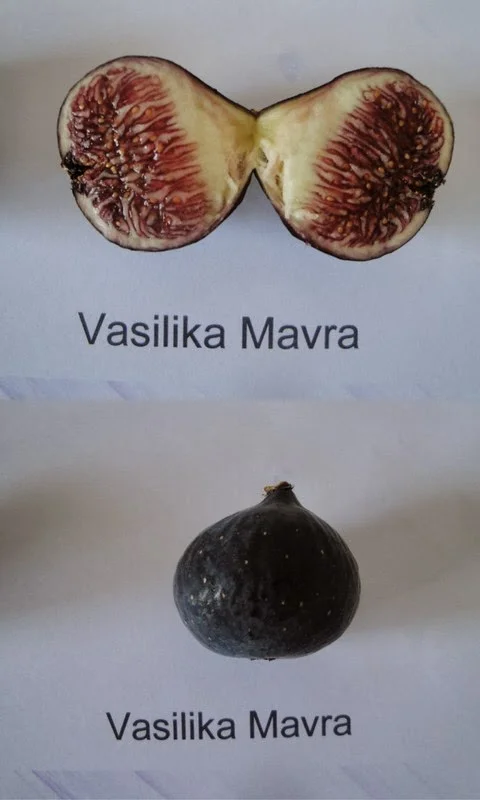 Mavra