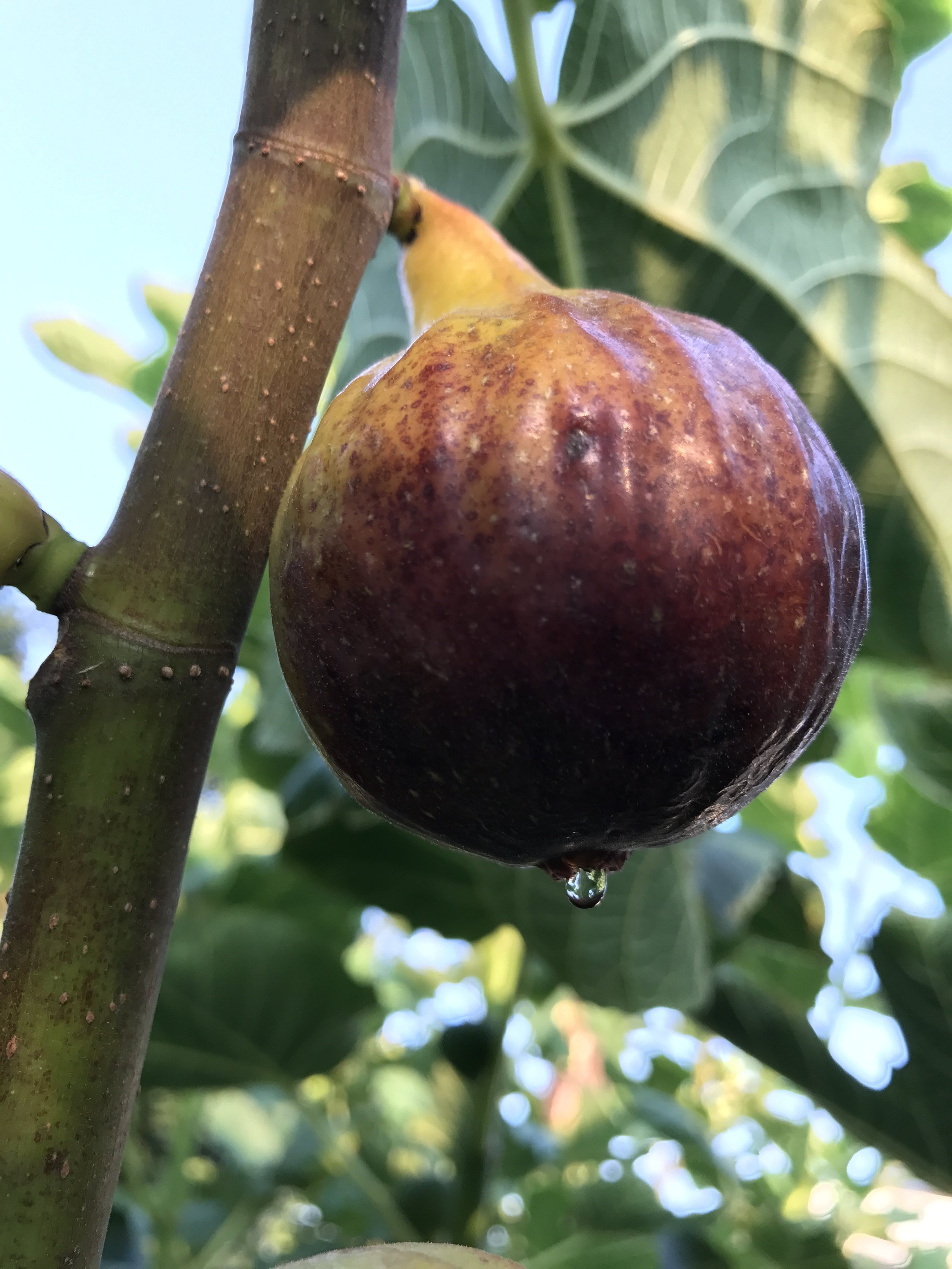 Dauphine — french fig farm