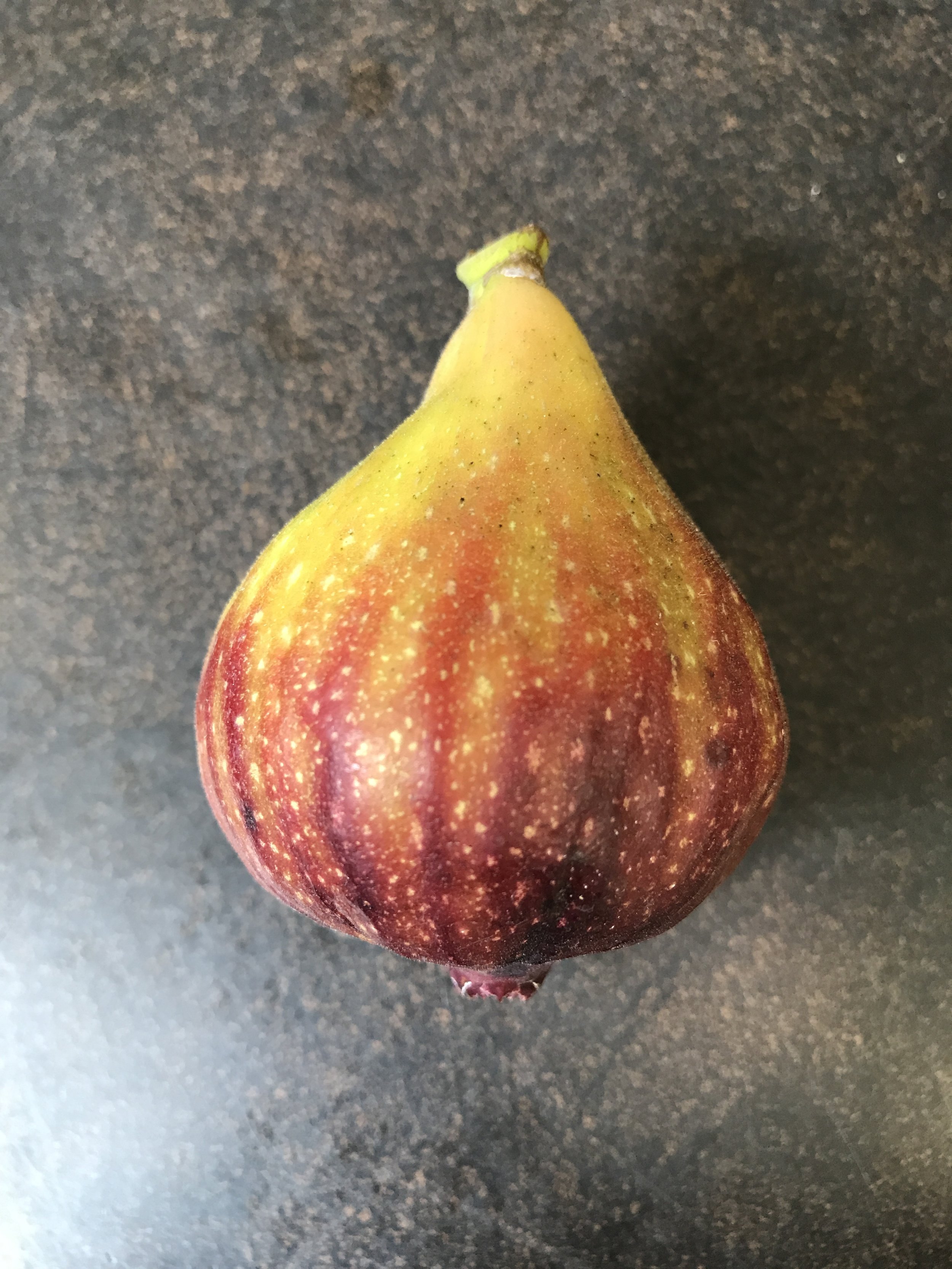 Fig Trees For Sale — french fig farm