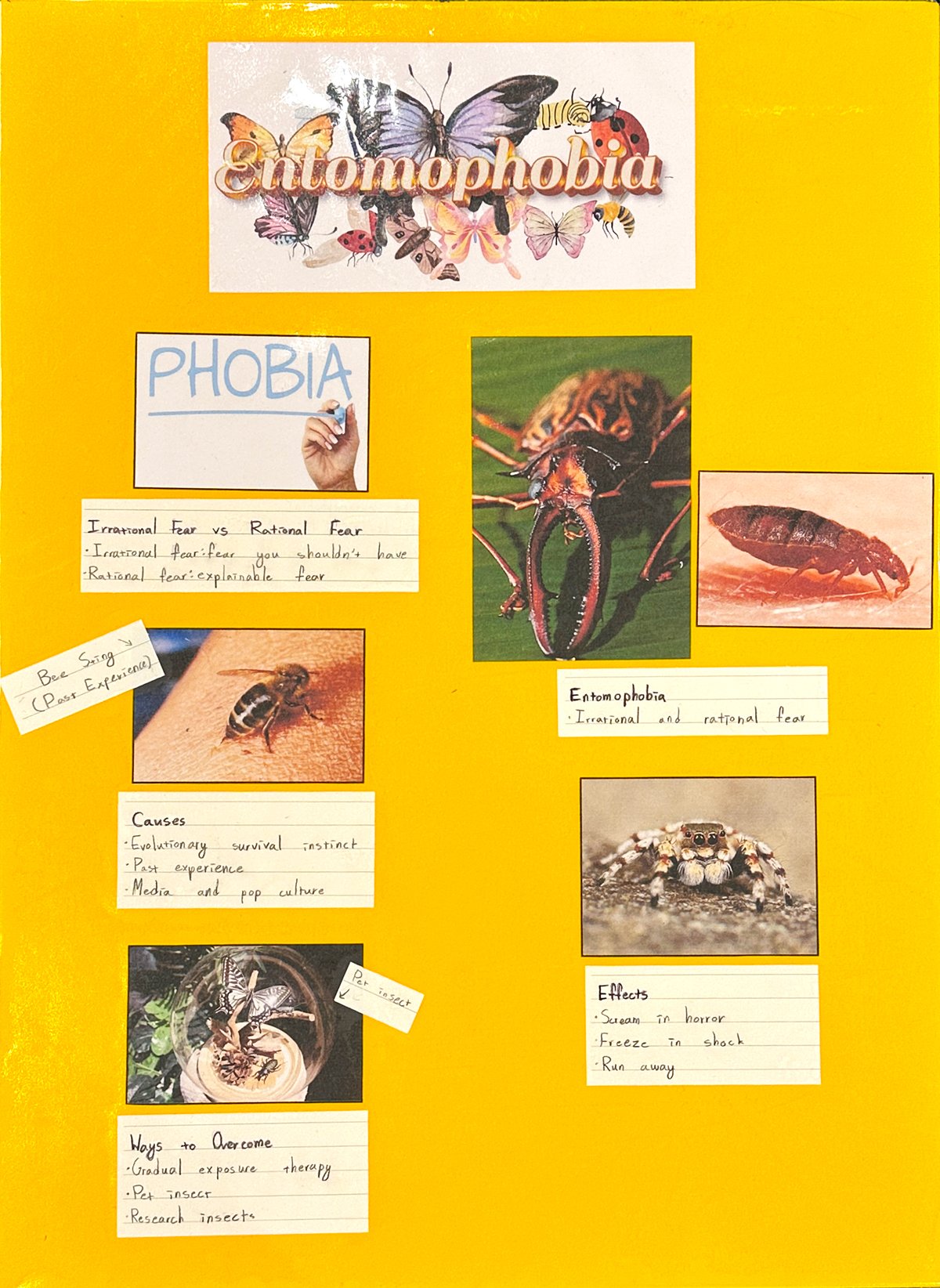 Grade 2 - Fear Free Project — PEAI