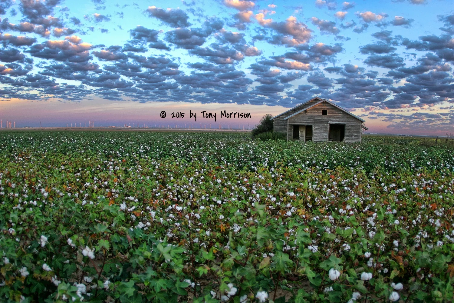 Rowlett, Texas Photography Club