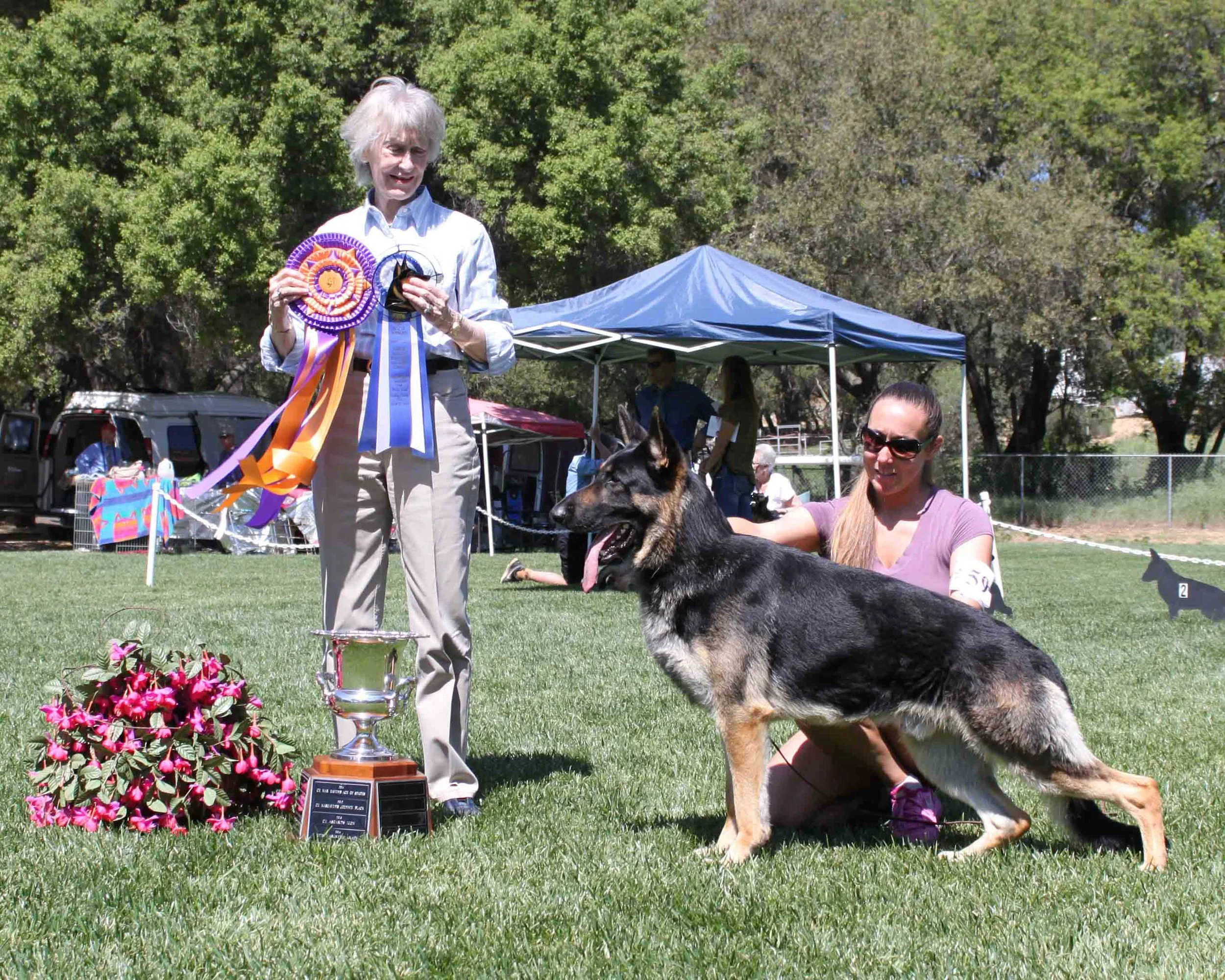 BOYS — Asgard German Shepherds