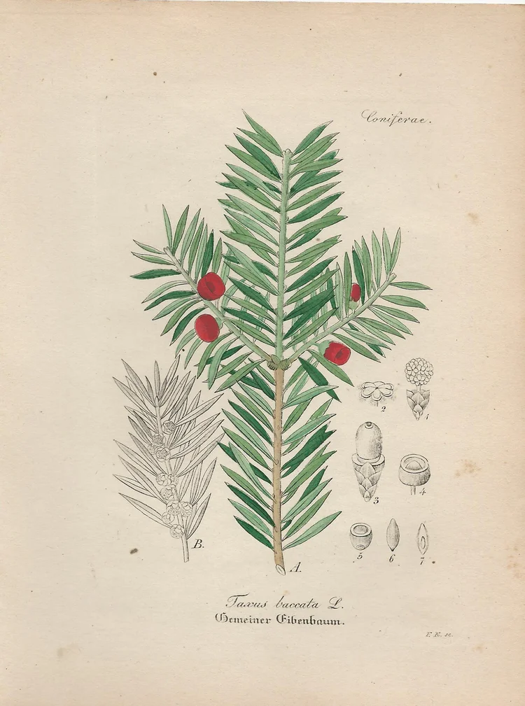 English Yew