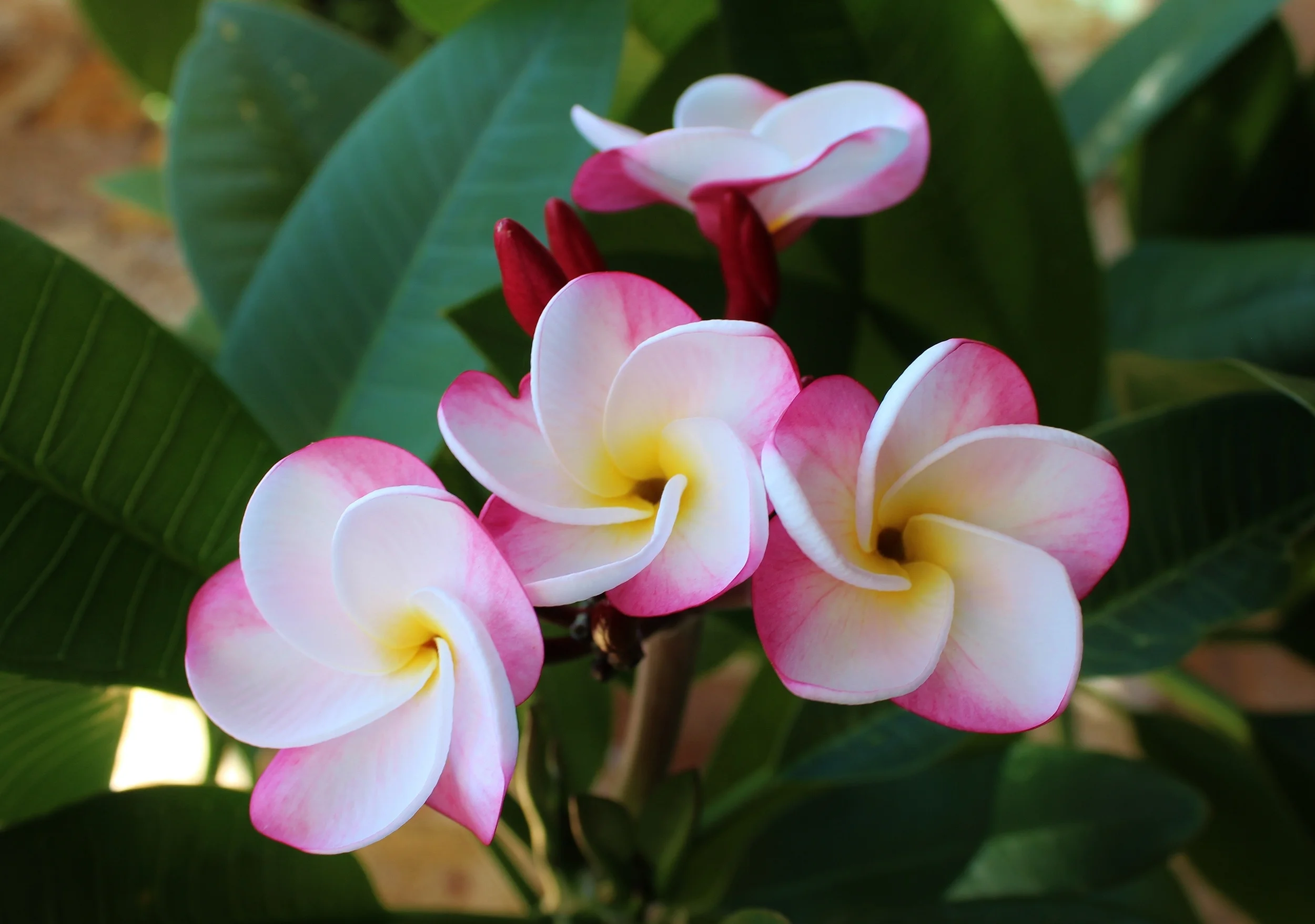 plumeria — Grow — Write On Rubee