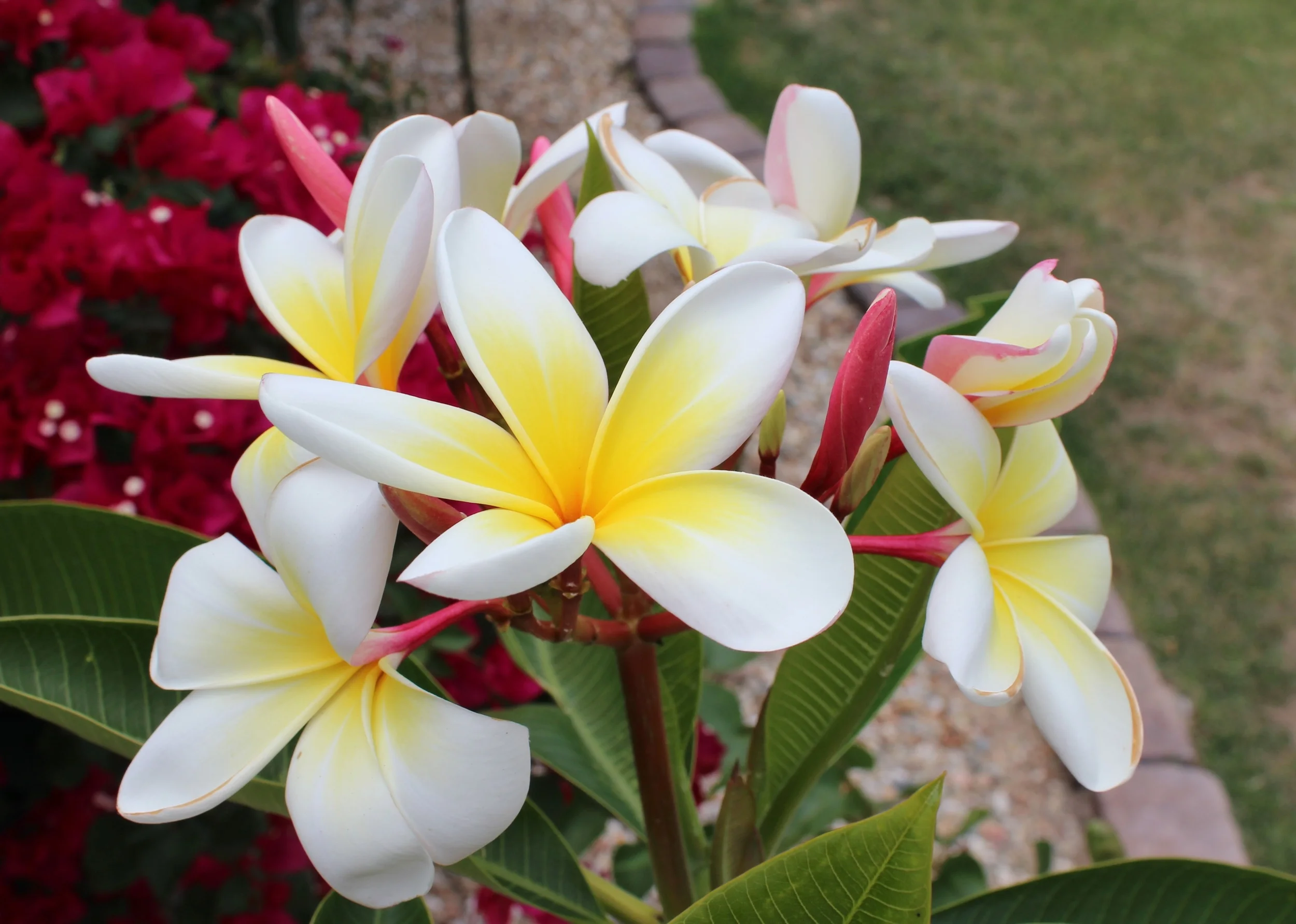 plumeria — Grow — Write On Rubee