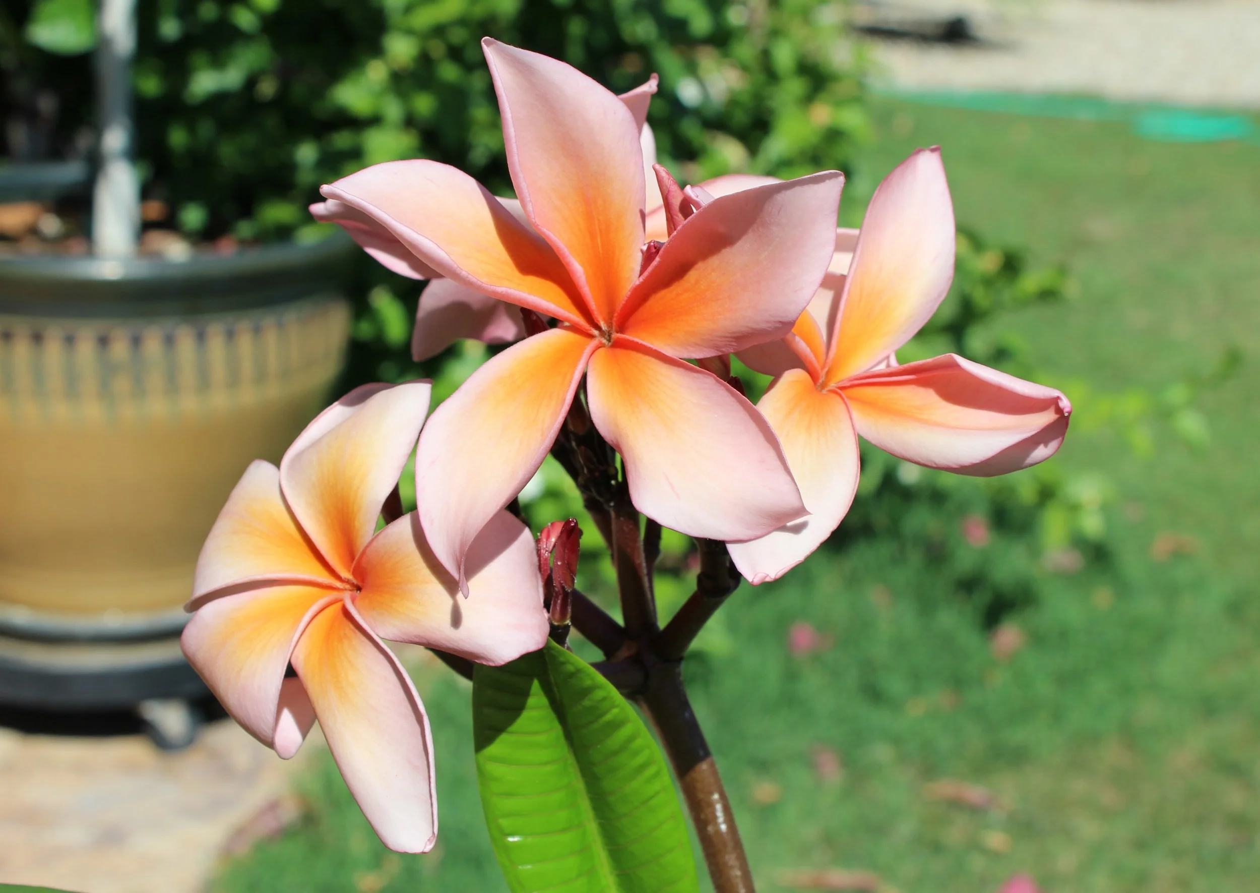plumeria — Grow — Write On Rubee