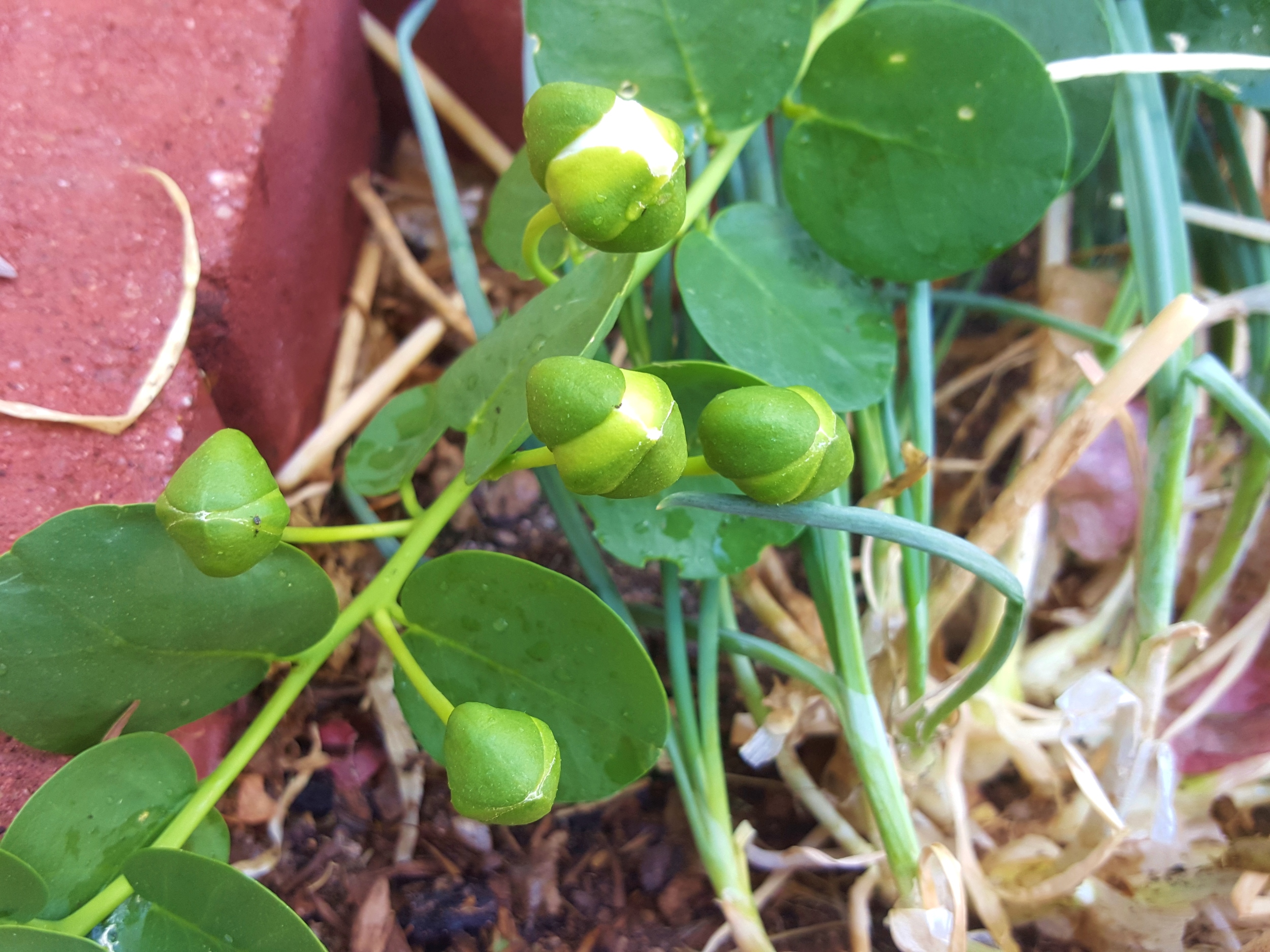 capers — Grow — Write On Rubee