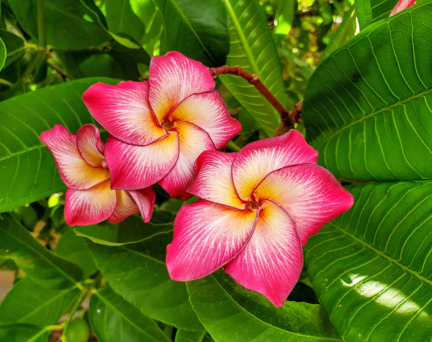 plumeria — Grow — Write On Rubee
