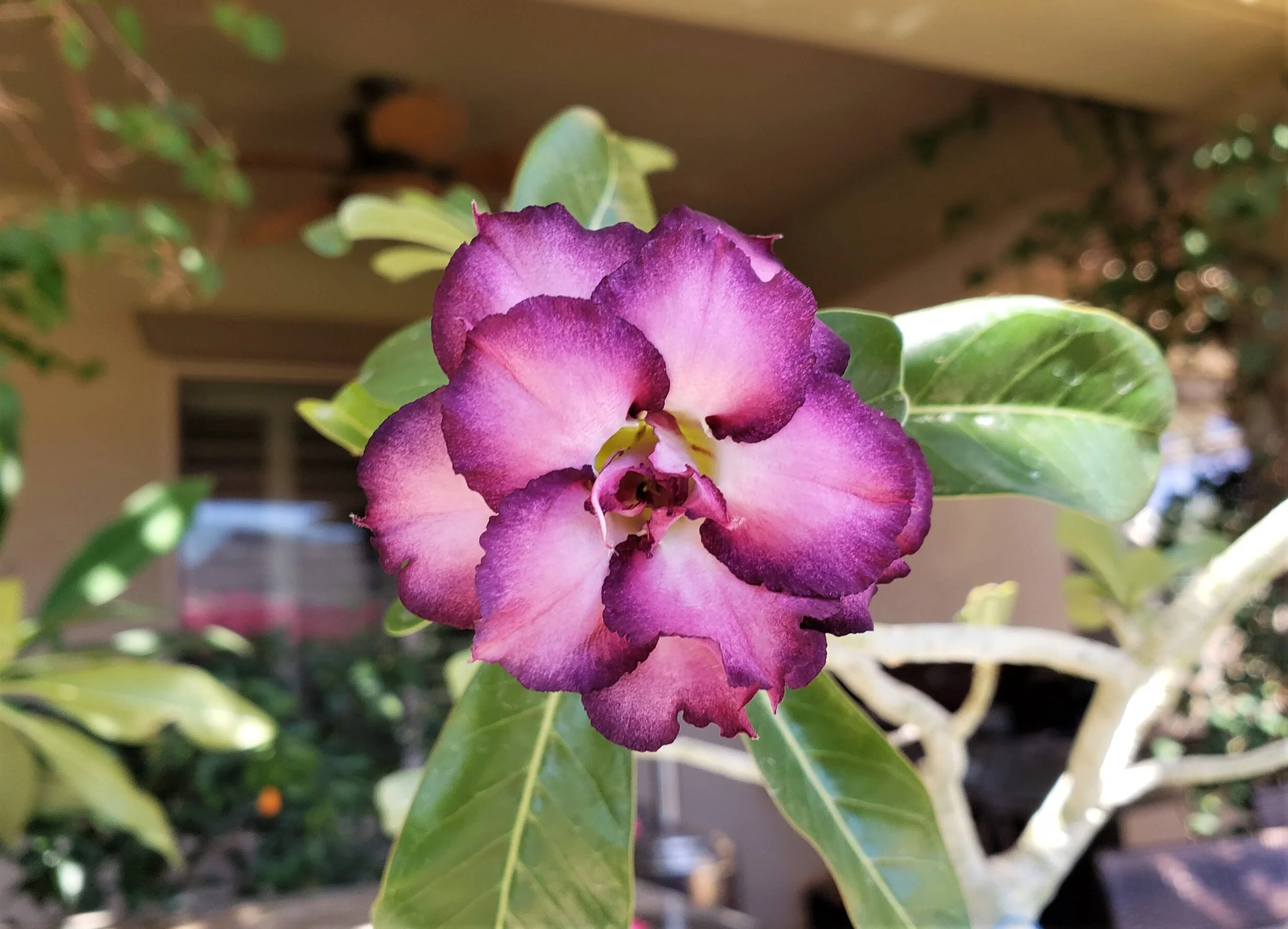 Single Purple Desert Rose