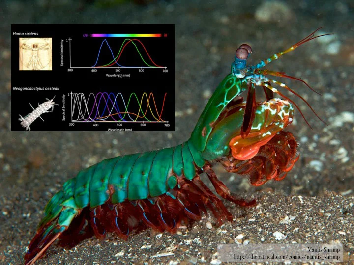 Mantis Shrimp Vision Simulation