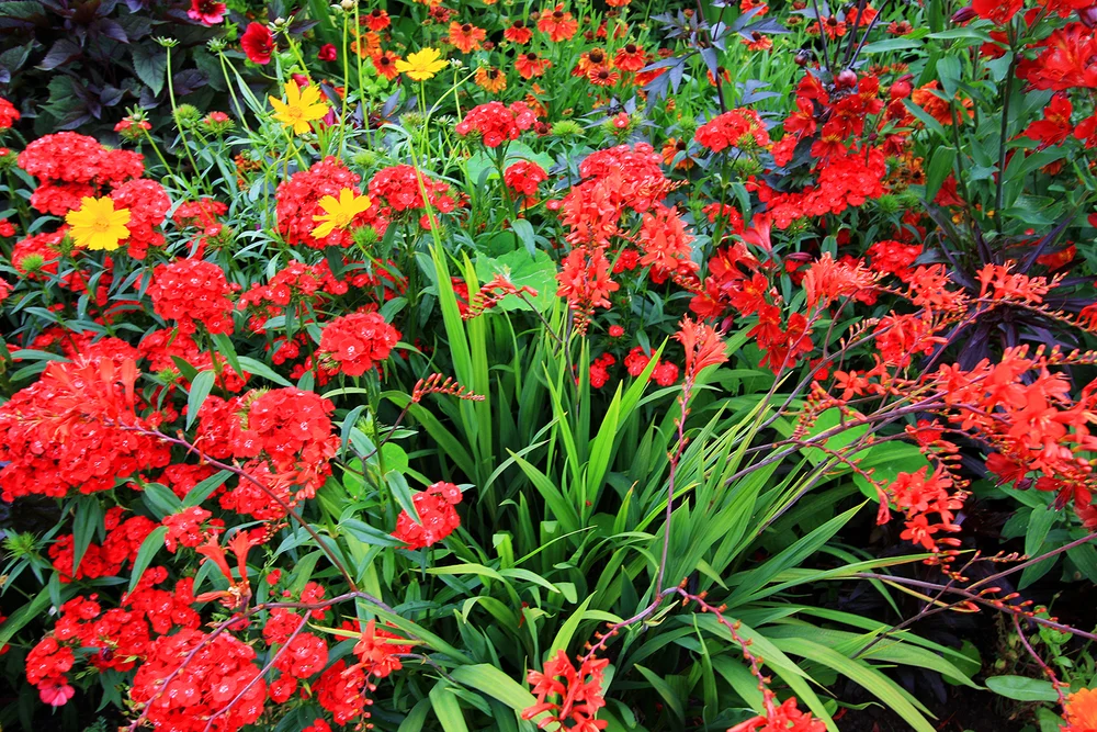 Rethinking red: Single color herbaceous borders at Floors Castle ...