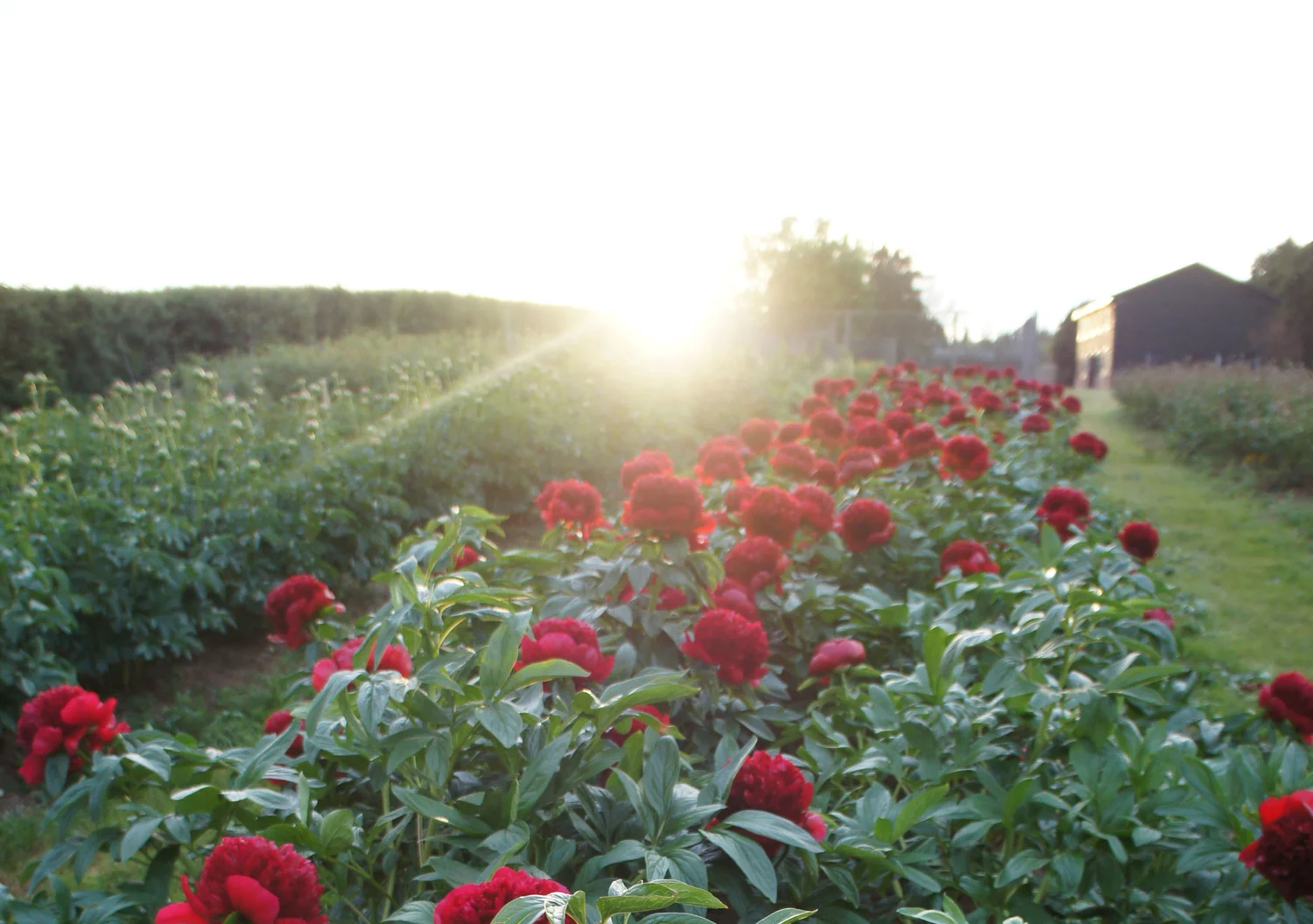 How to buy — Little Budds Peony Farm