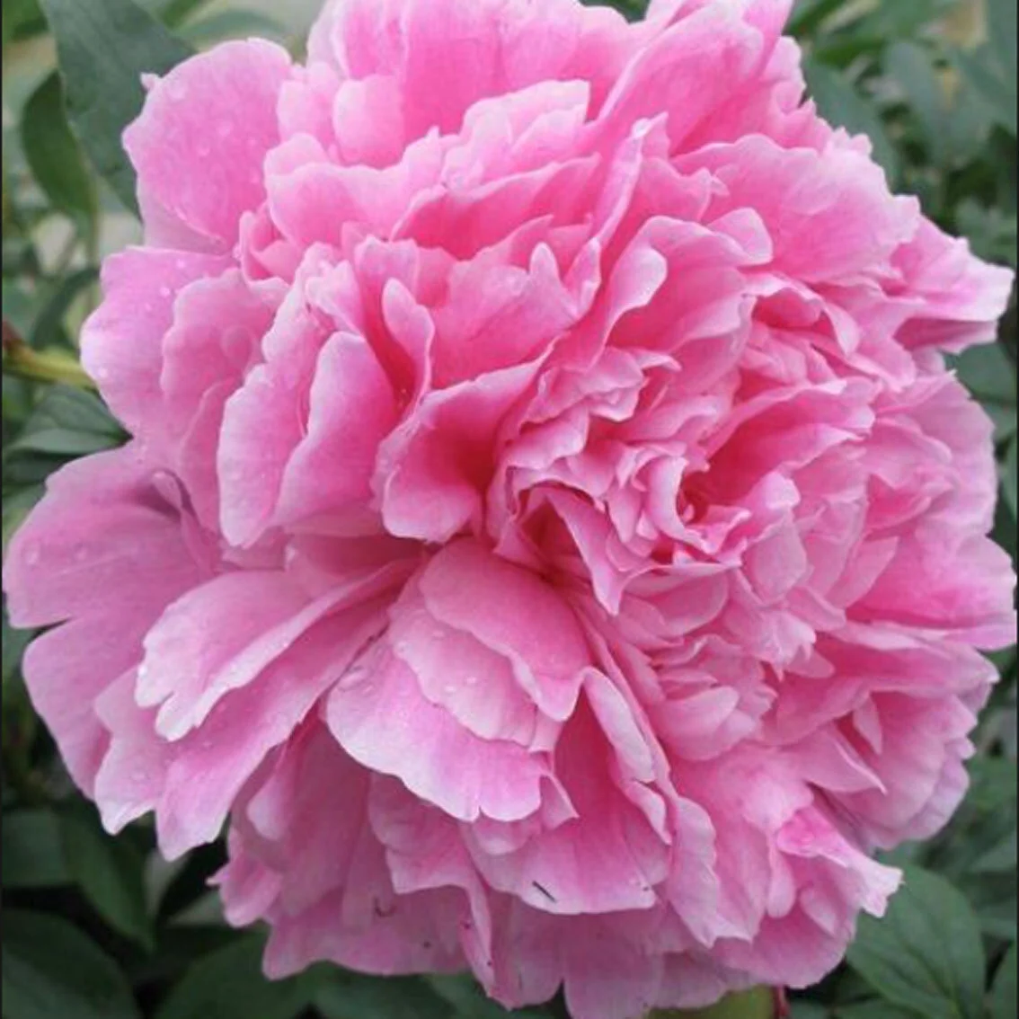 Potted Peonies and Cut Peonies — Little Budds Peony Farm