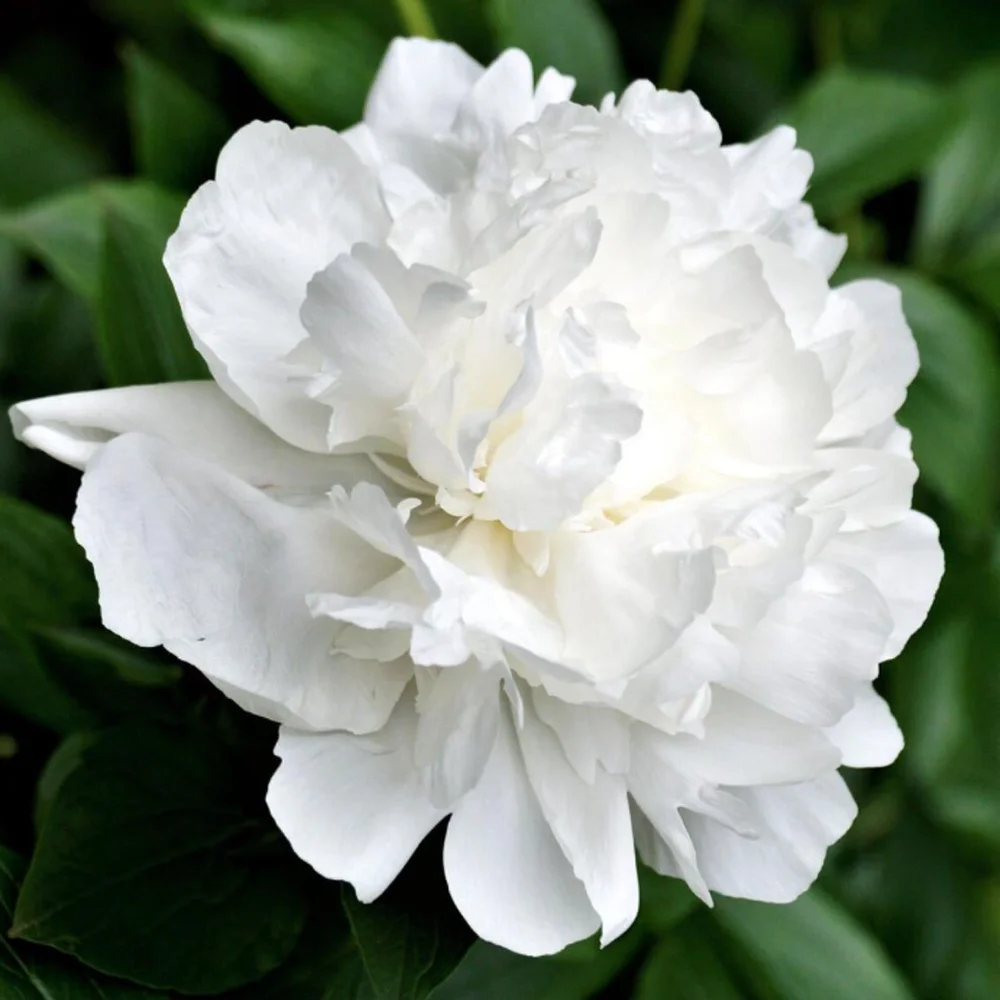 Potted Peonies and Cut Peonies — Little Budds Peony Farm