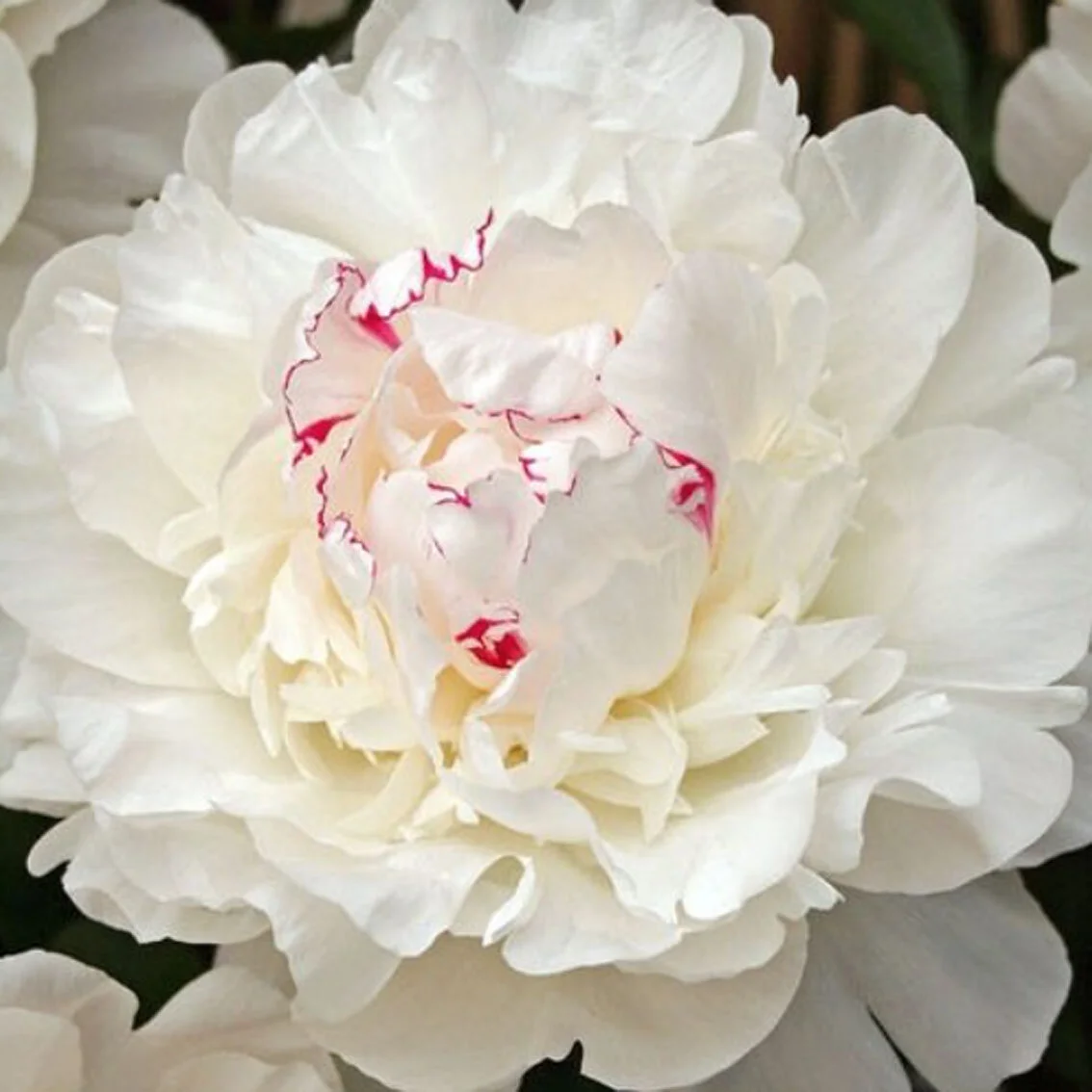 Potted Peonies and Cut Peonies — Little Budds Peony Farm