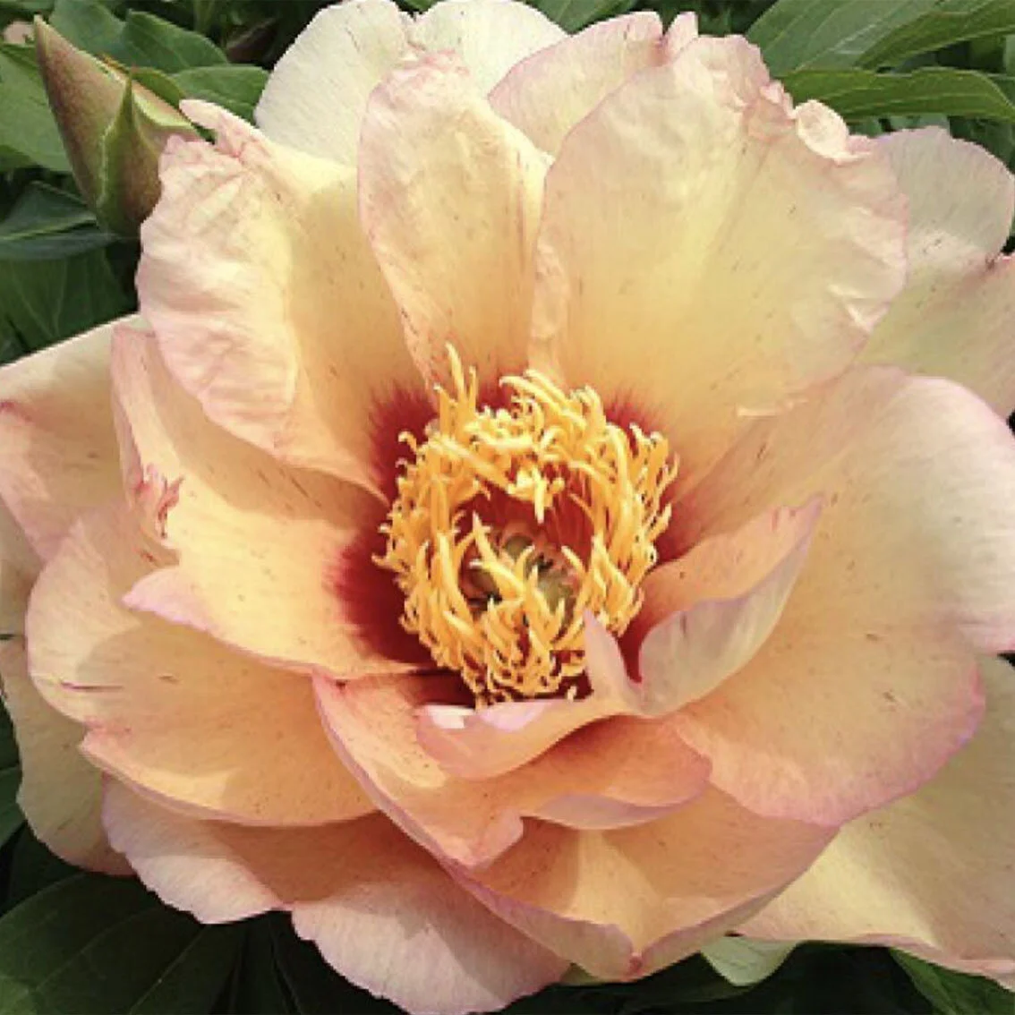 Special Varieties — Little Budds Peony Farm