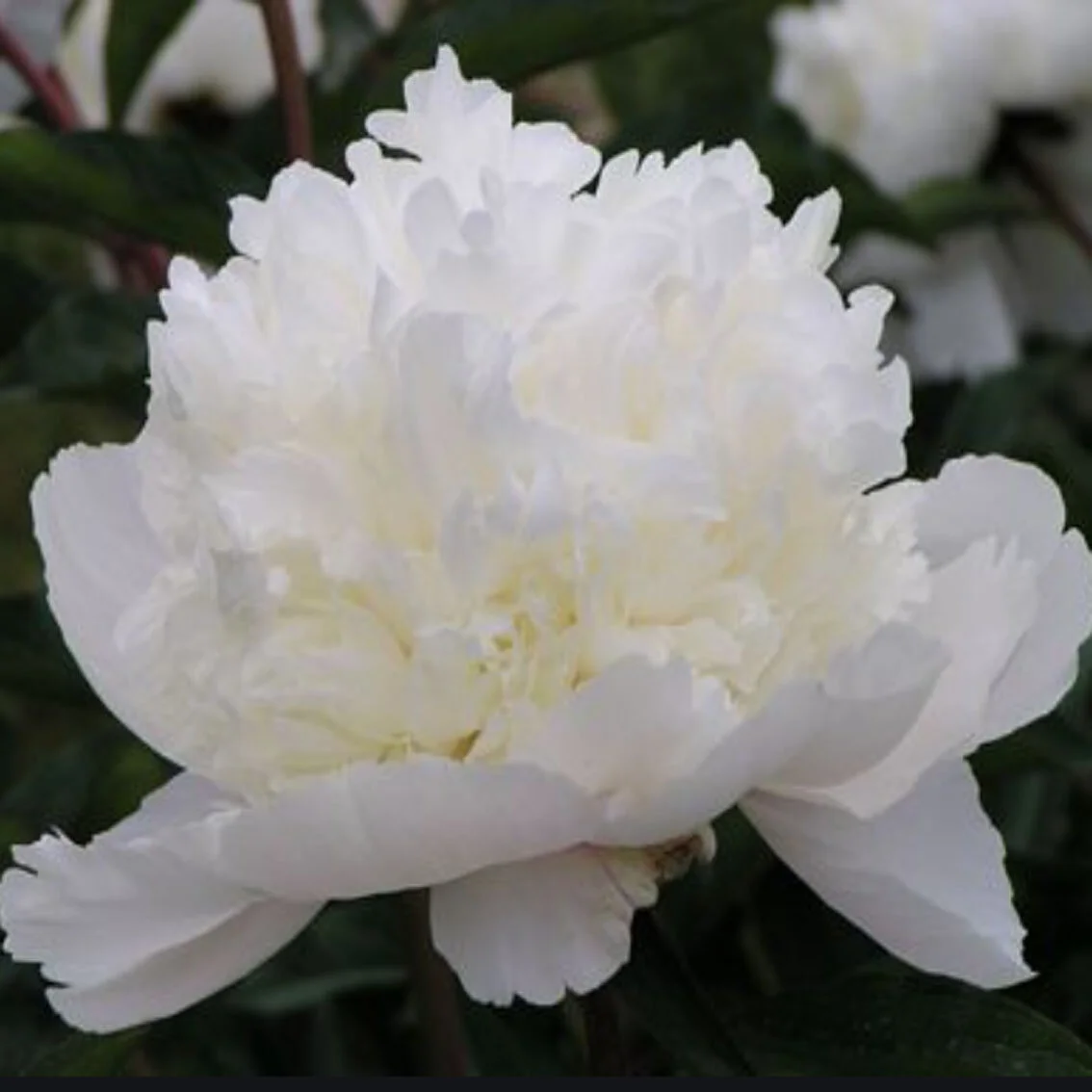 White Peonies — Little Budds Peony Farm