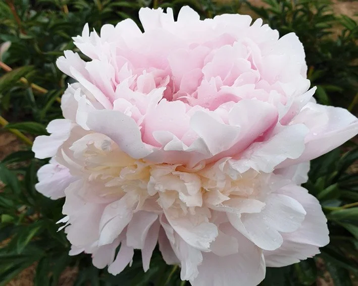 Potted Peonies and Cut Peonies — Little Budds Peony Farm