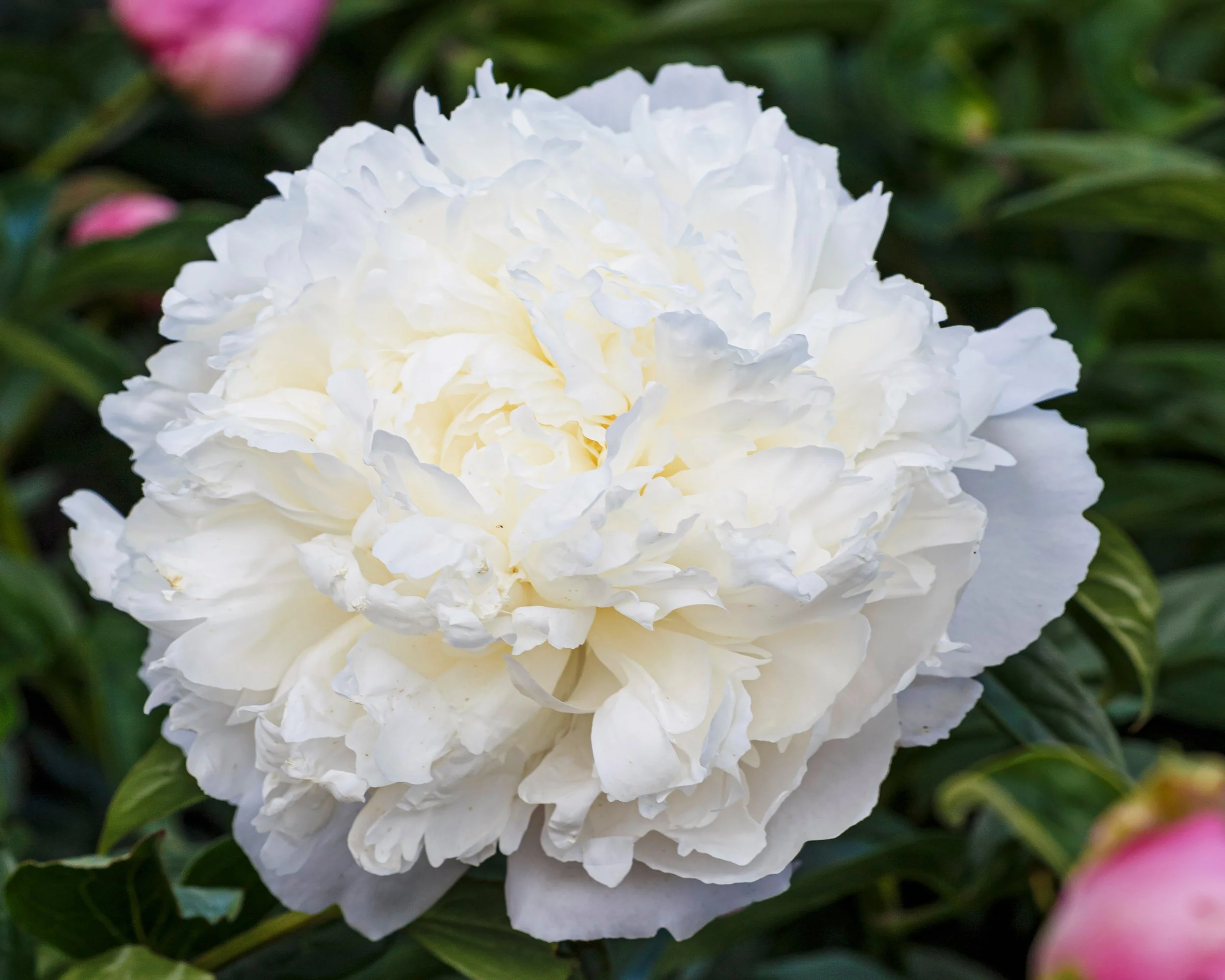 Potted Peonies and Cut Peonies — Little Budds Peony Farm