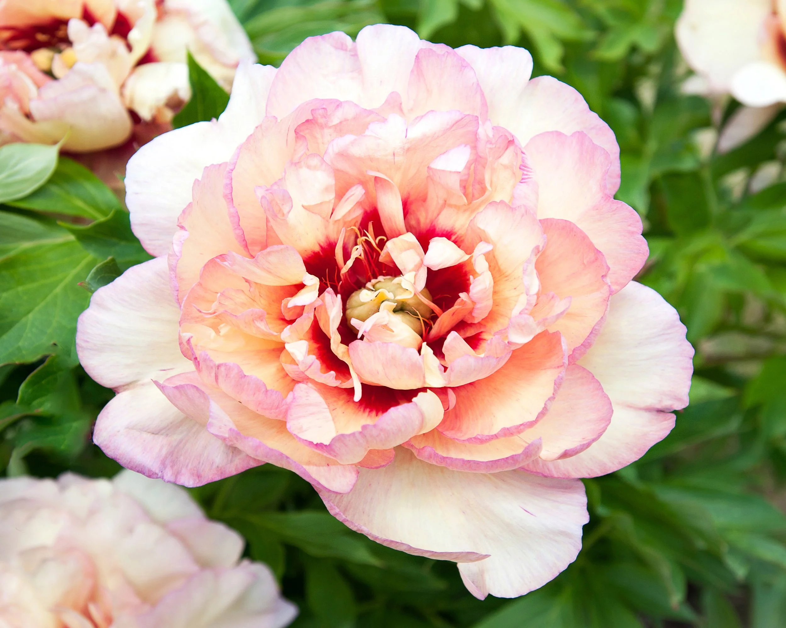 Potted Peonies and Cut Peonies — Little Budds Peony Farm