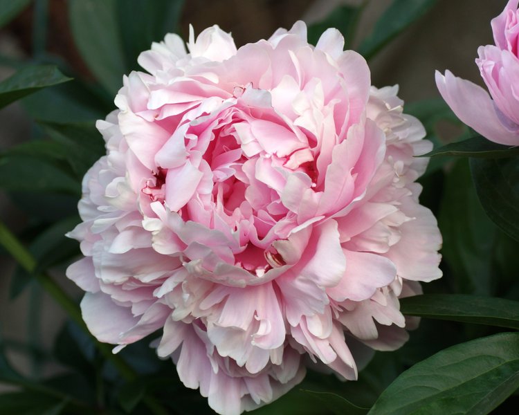 Potted Peonies and Cut Peonies — Little Budds Peony Farm