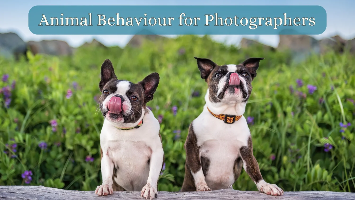 Pet Photo Blog — Moncton's Premier Dog Photographer
