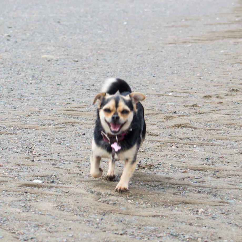 Here's why your pet photos are blurry — Tracy Munson Photography