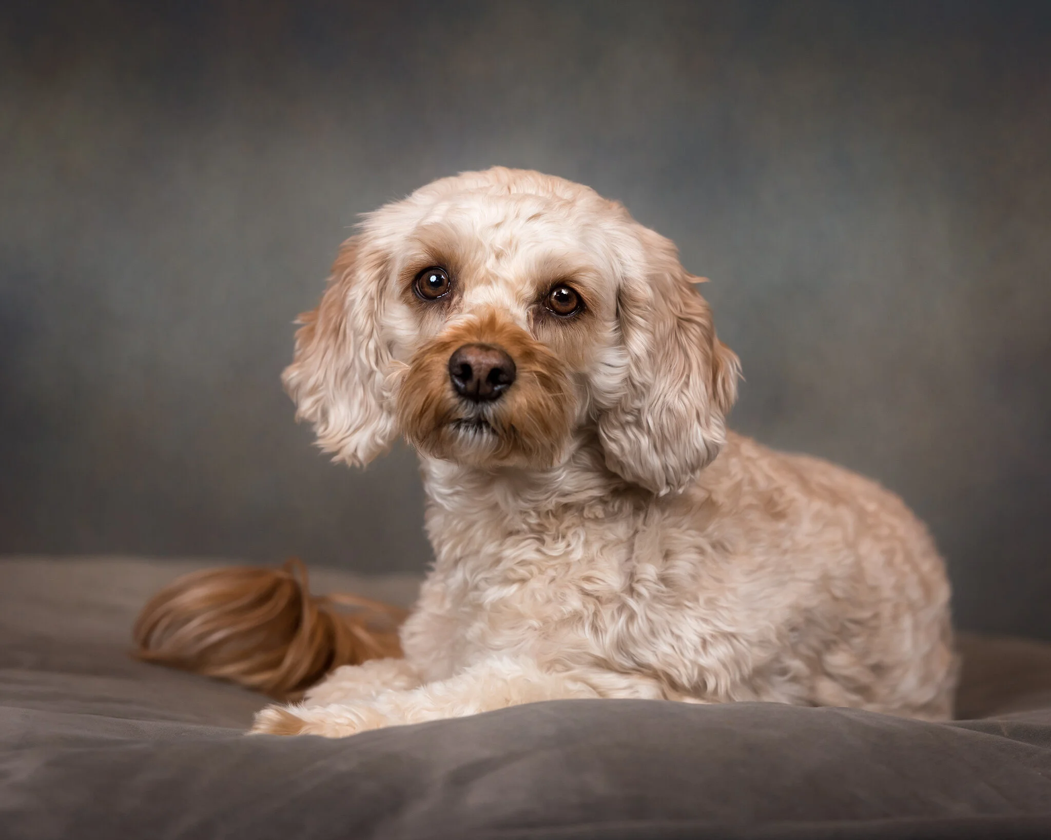 Studio Style Pet Portraits — Moncton's Premier Dog Photographer