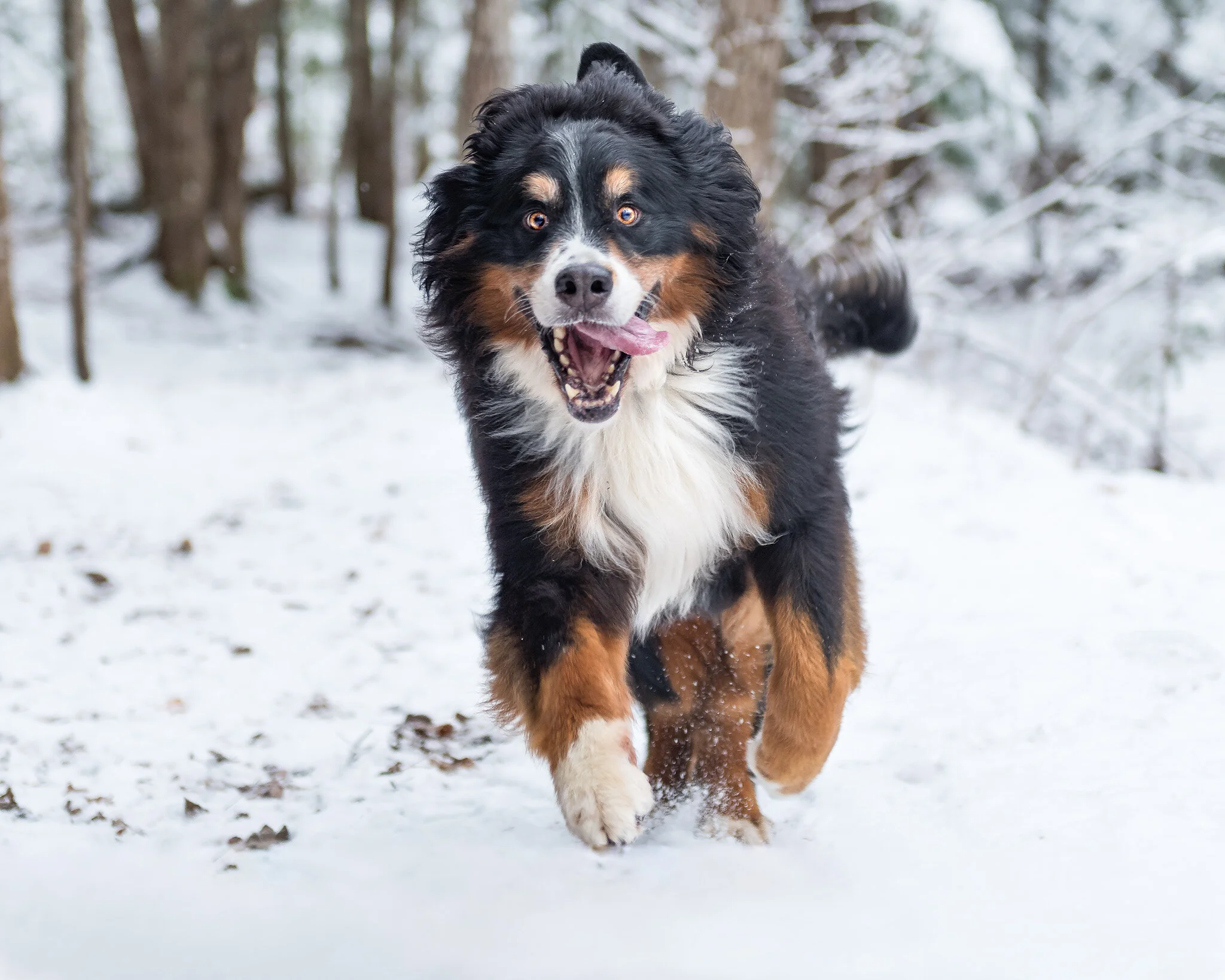 Outdoor Pet Portraits — Moncton Pet Photographer