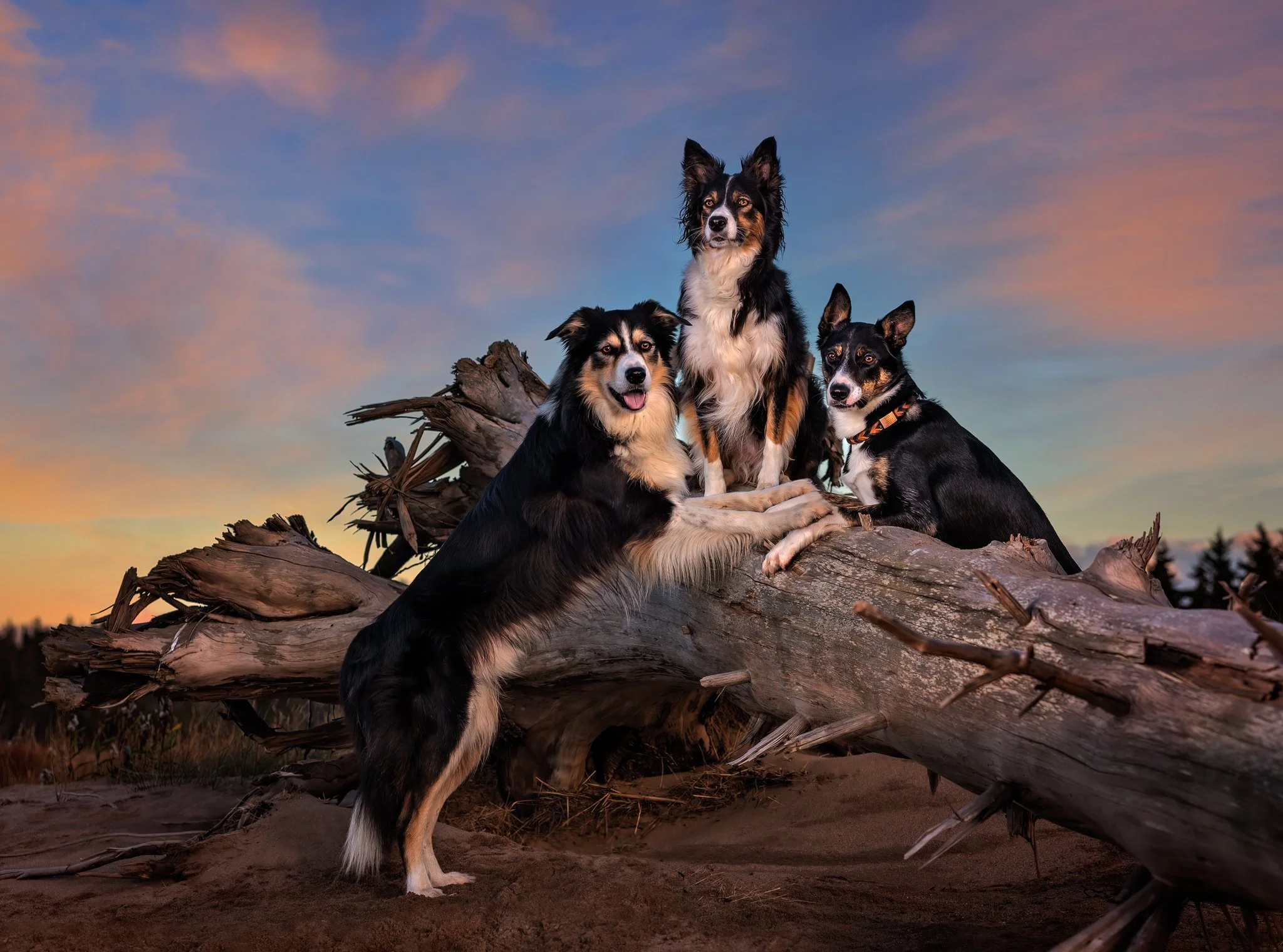 Outdoor Pet Portraits — Moncton's Premier Dog Photographer