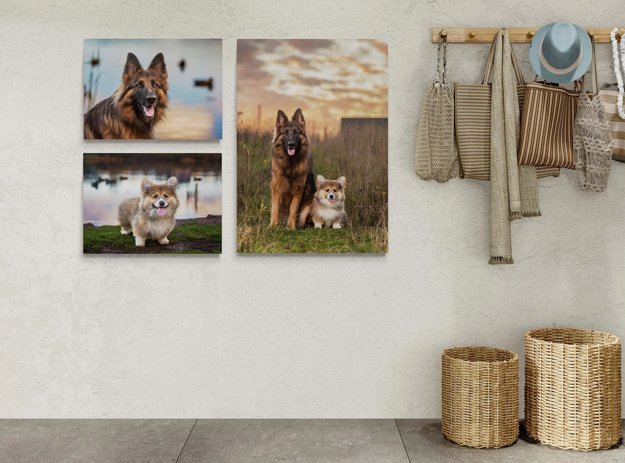 Pet Photo Blog — Moncton Pet Photographer