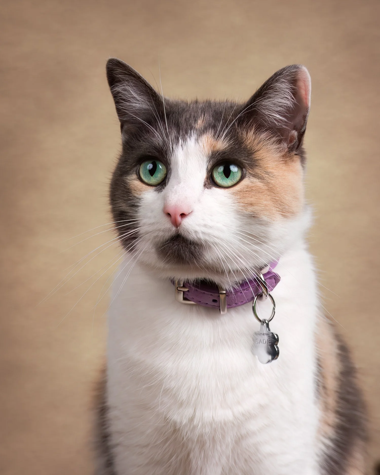 Studio Pet Photo Sessions — Tracy Munson Photography