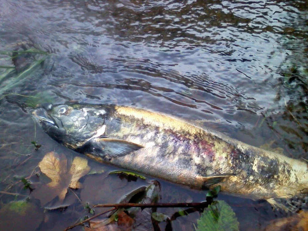 Down the Deadly River (videos) — Leslie Leyland Fields