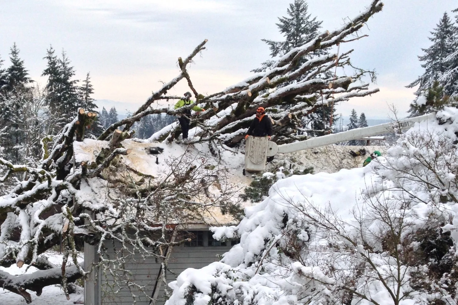 Oak part II - the tree crew — Alyse Lansing - Landscape Design, and ...