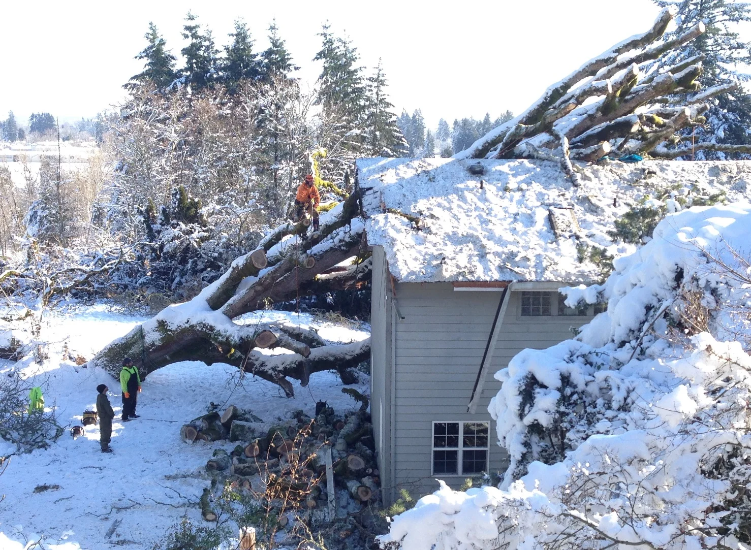 Oak part II - the tree crew — Alyse Lansing - Landscape Design, and ...