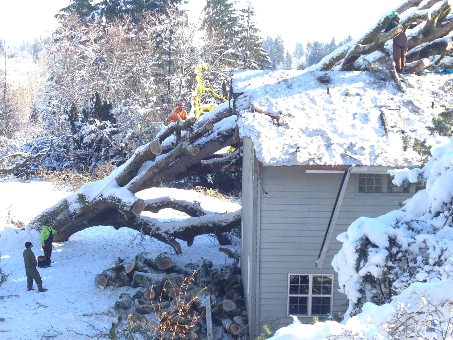 Oak part II - the tree crew — Alyse Lansing - Landscape Design, and ...