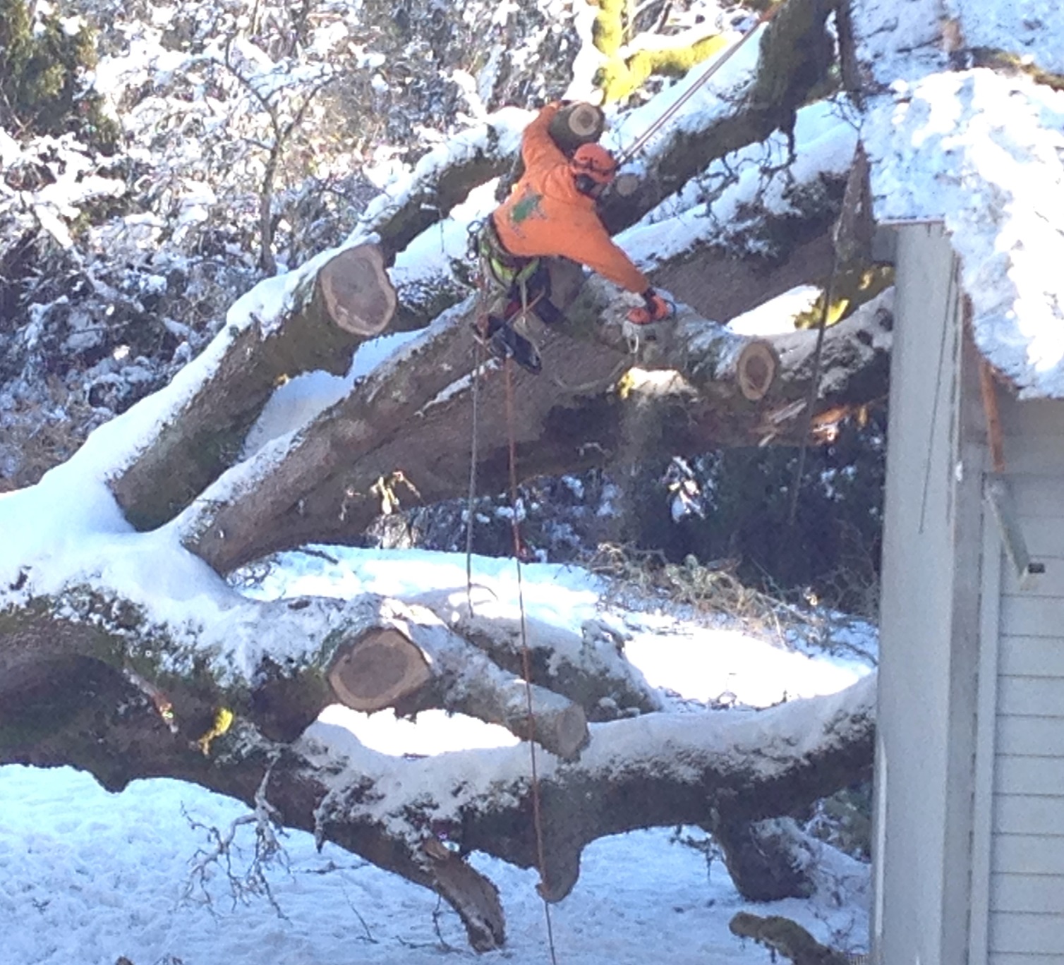 Oak part II - the tree crew — Alyse Lansing - Landscape Design, and ...