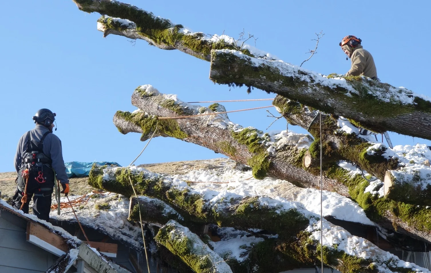 Oak part II - the tree crew — Alyse Lansing - Landscape Design, and ...