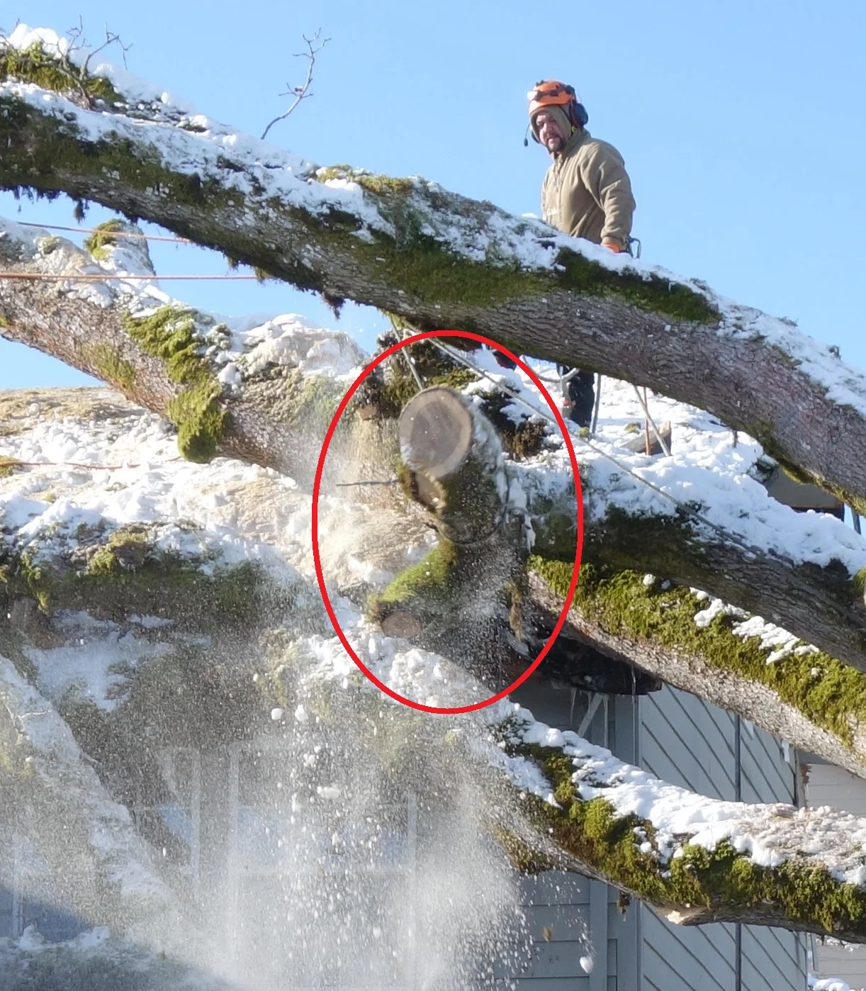 Oak part II - the tree crew — Alyse Lansing - Landscape Design, and ...