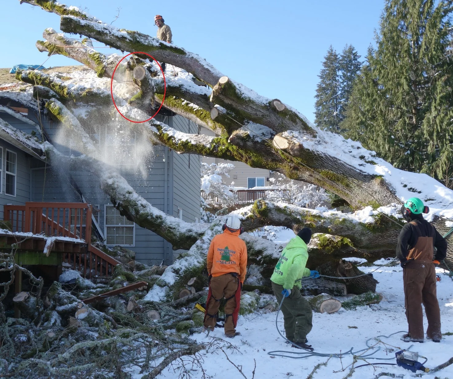 Oak part II - the tree crew — Alyse Lansing - Landscape Design, and ...