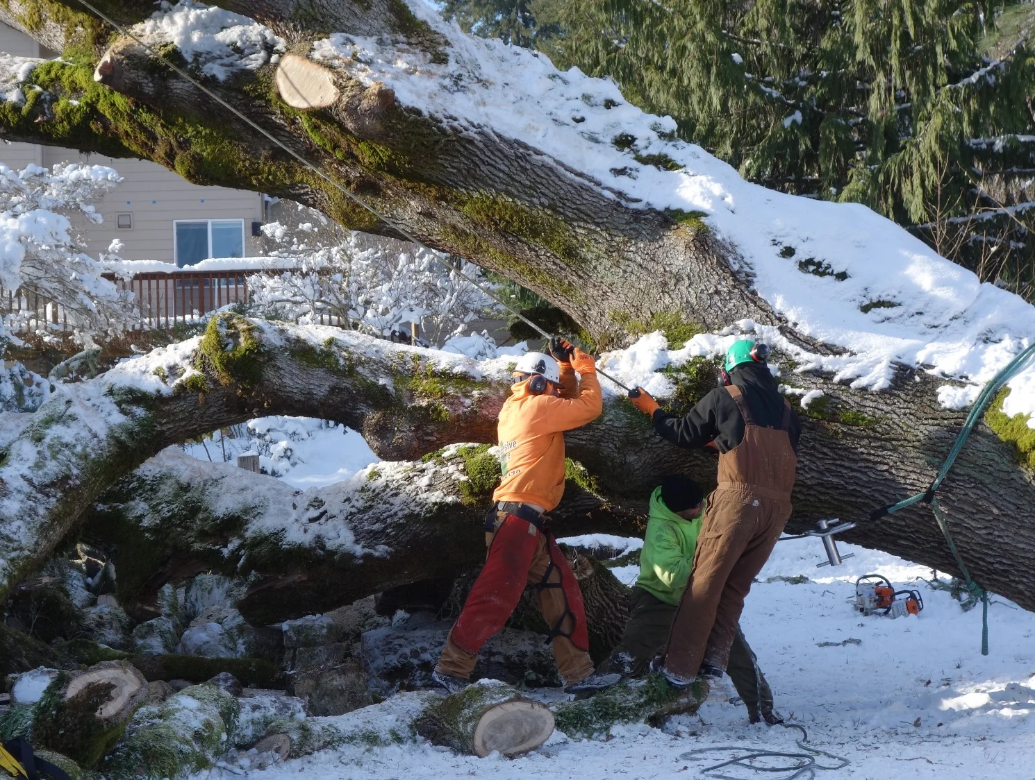 Oak part II - the tree crew — Alyse Lansing - Landscape Design, and ...